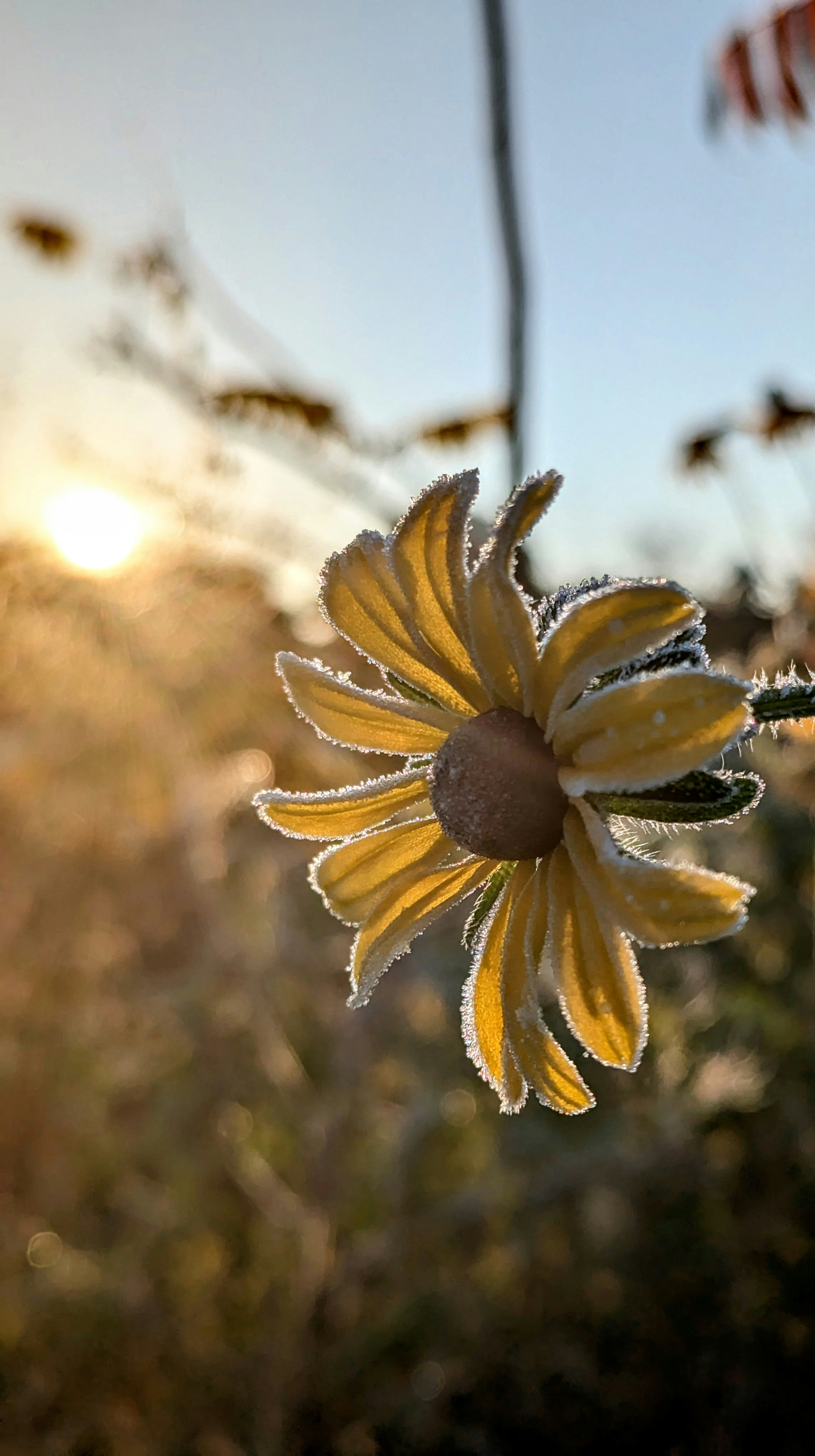 Dawn's Frost-Kissed Daisy: A Macro Portrait
