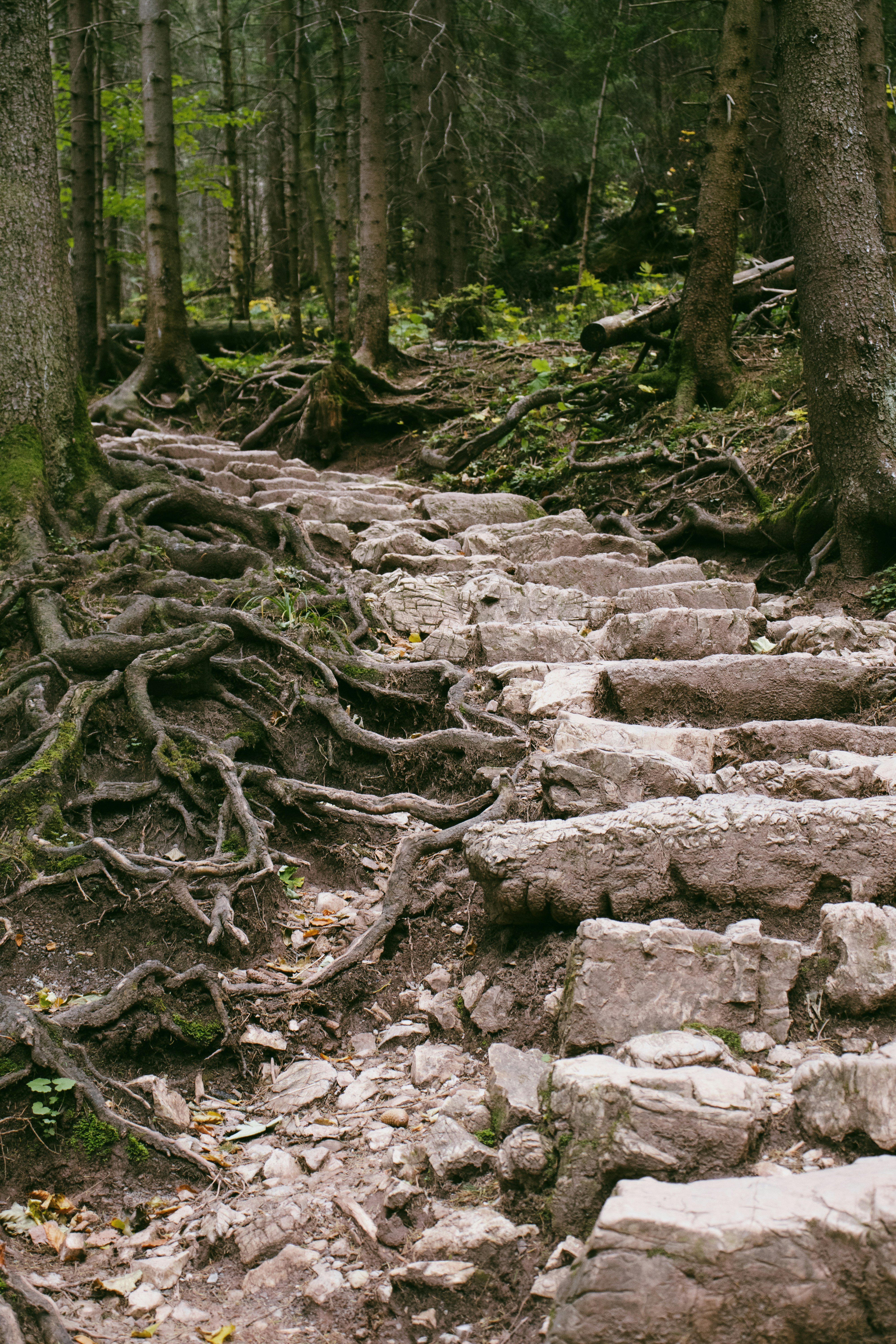 Un chemin de pierre au milieu d’une forêt photo – Photo Monts Tatras ...