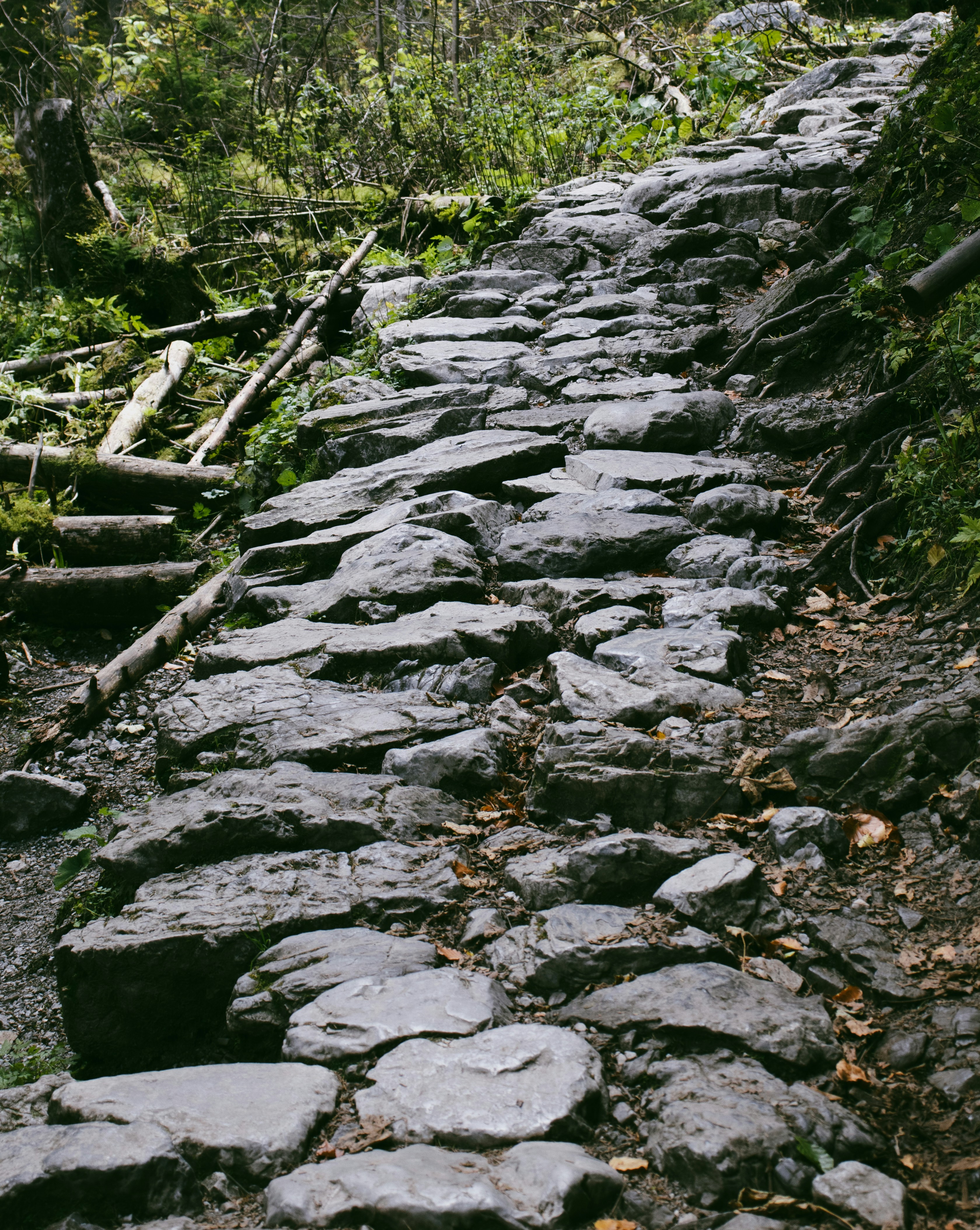 Un chemin de pierre au milieu d’une forêt photo – Photo Monts Tatras ...