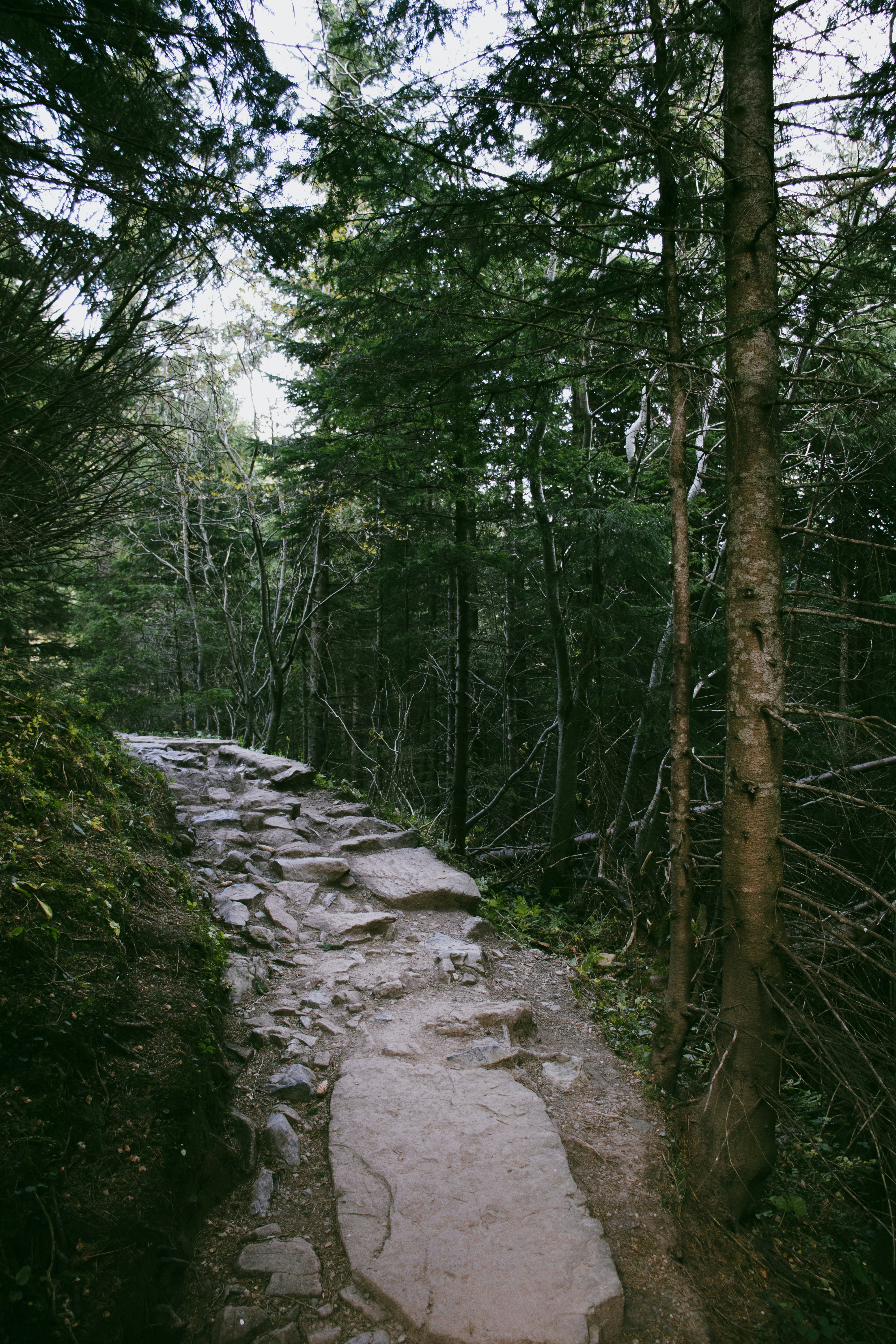 Un chemin de pierre au milieu d’une forêt photo – Photo Monts Tatras ...