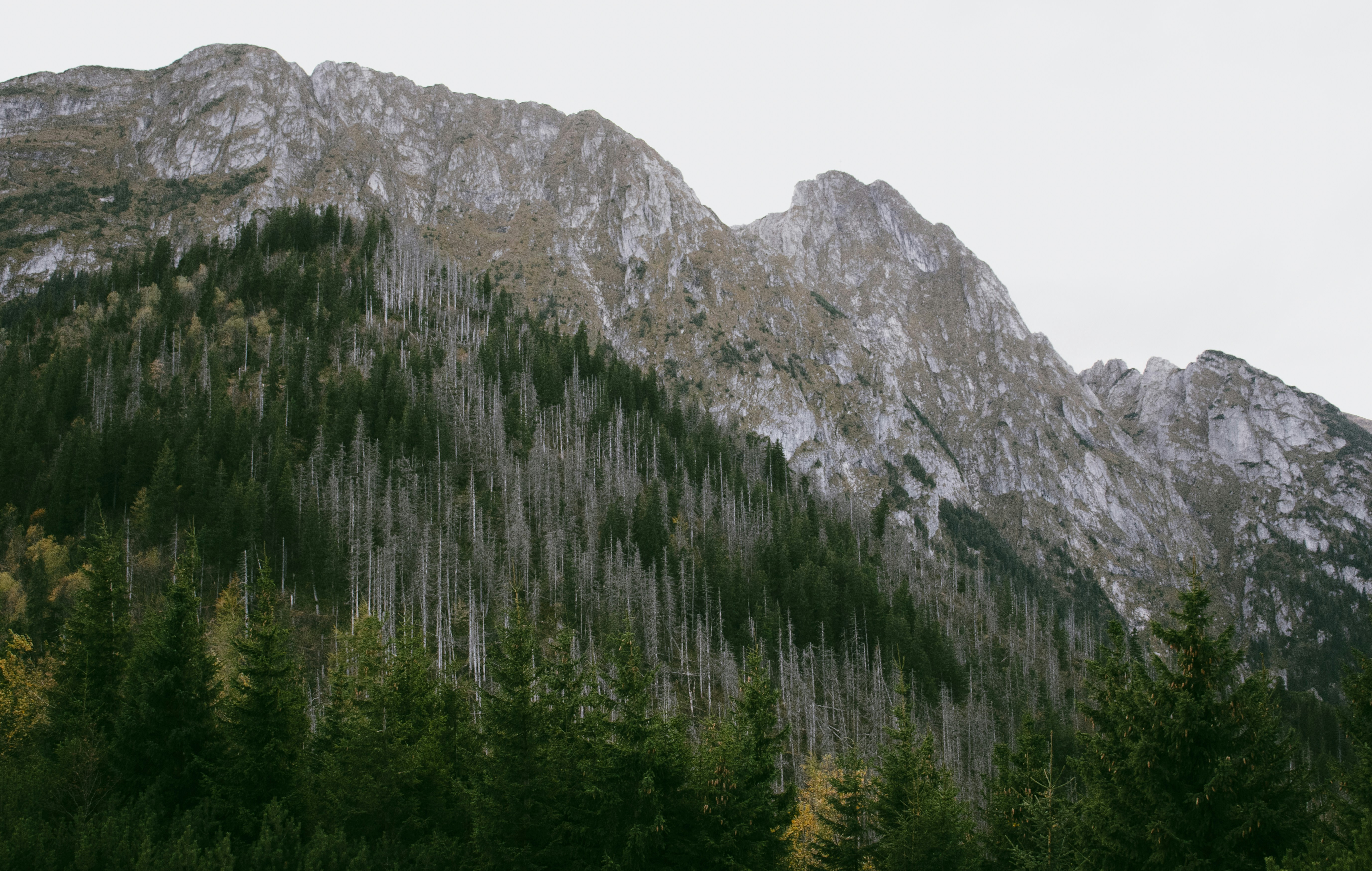 Granite Crown Over a Forested Alpine Spine