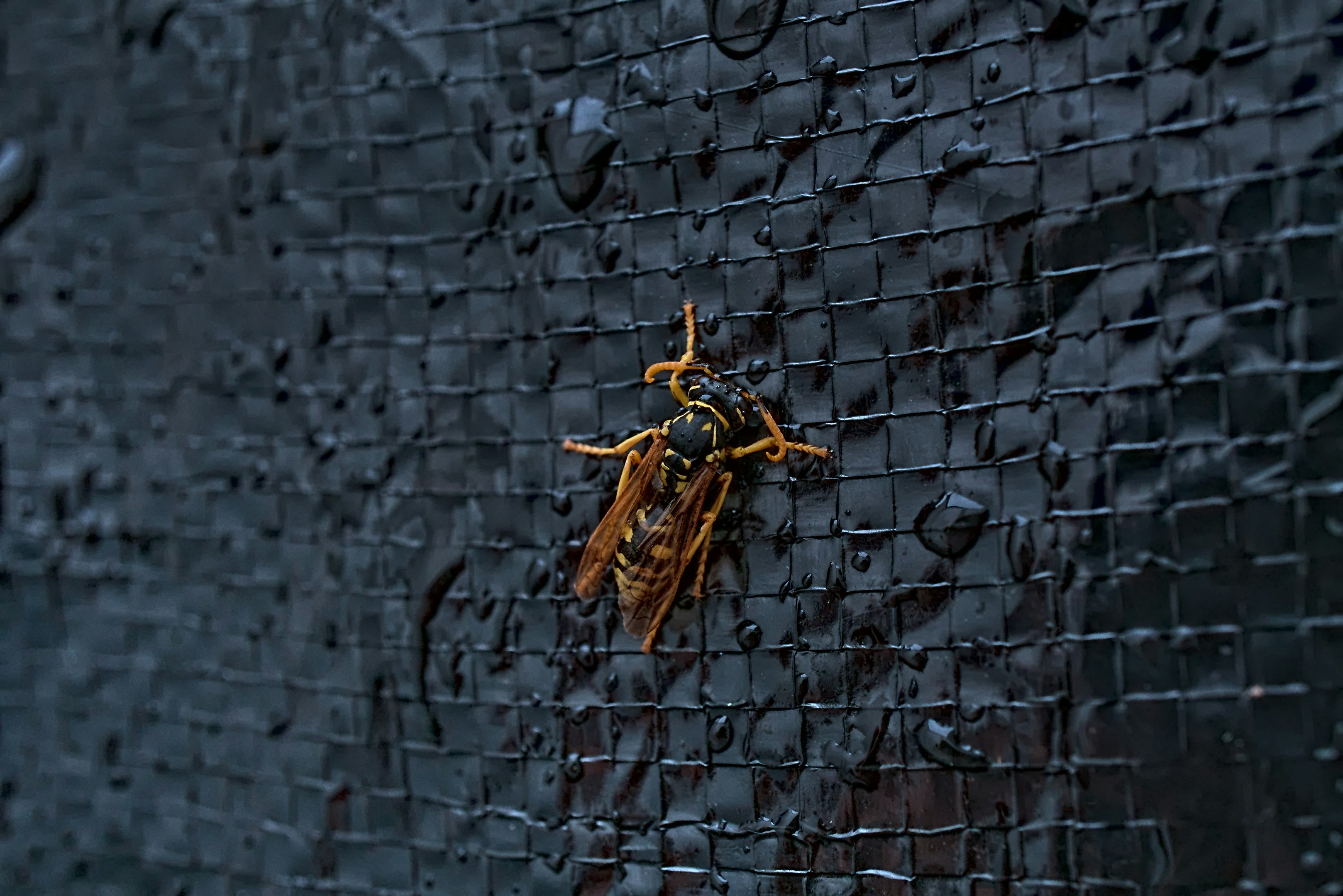 Un insecte jaune et noir assis sur un mur photo – Image gratuite de ...