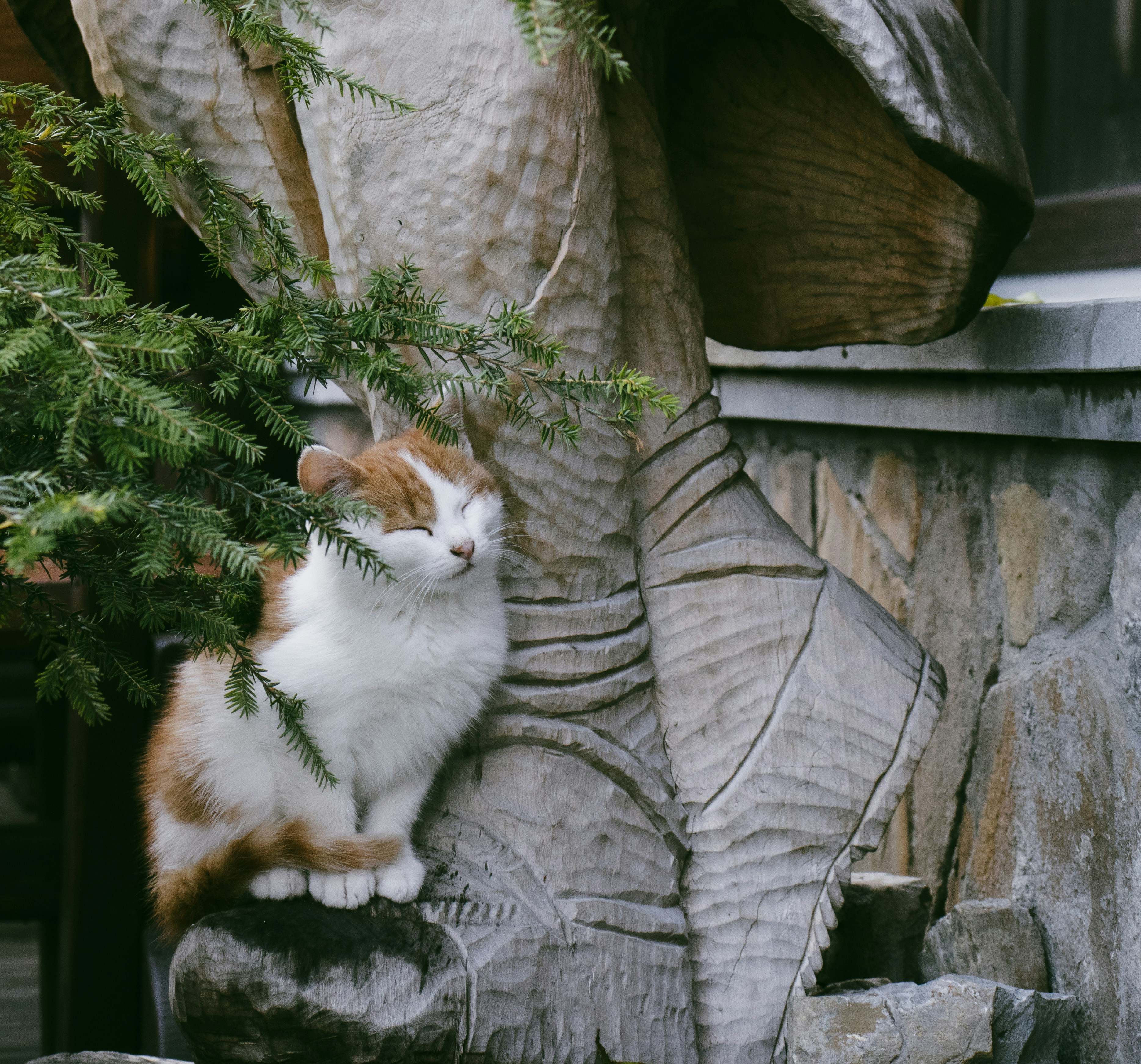 Whiskered Watcher Among Weathered Stone Carvings