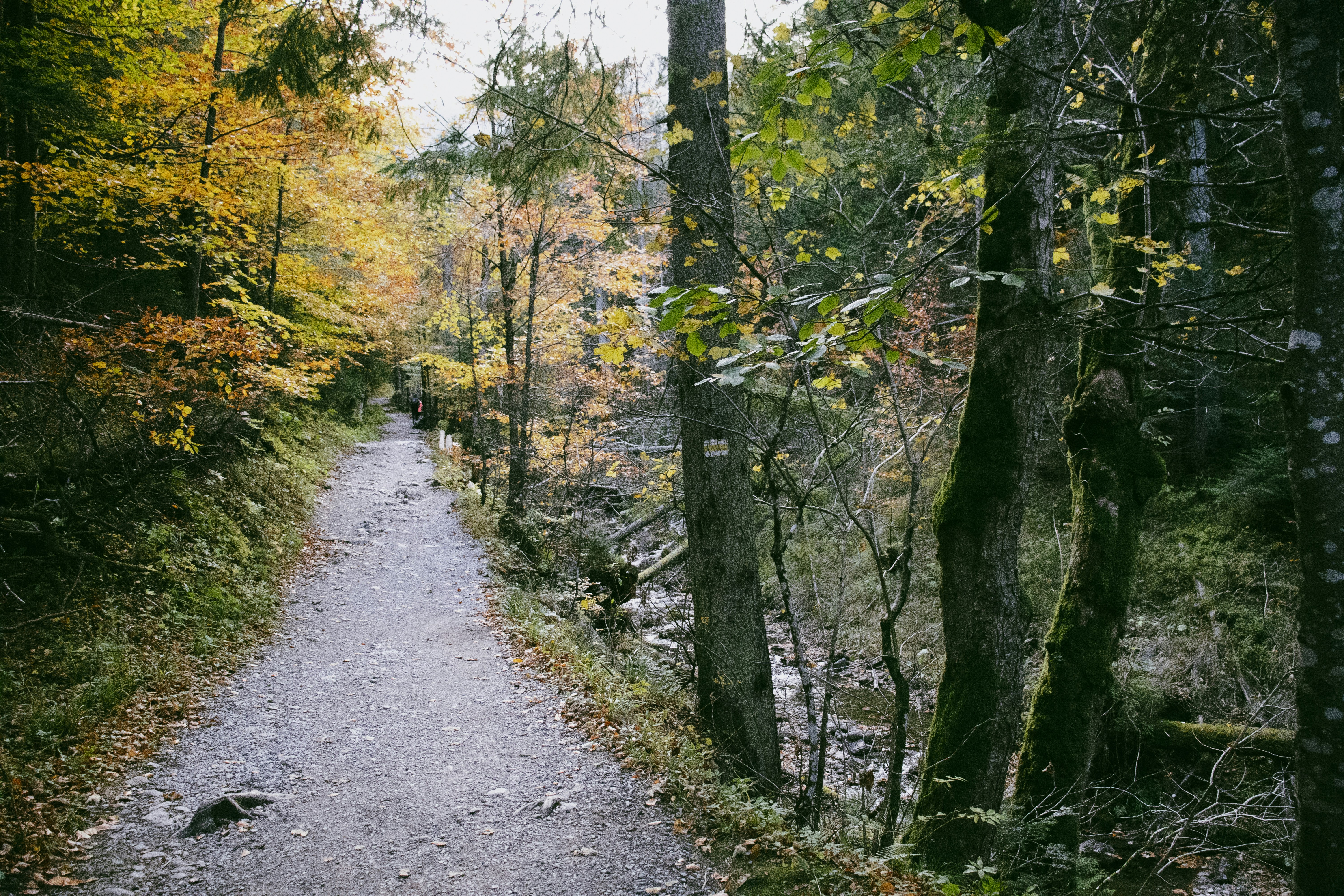 A path through a forest with lots of trees photo – Free Tatra mountains ...