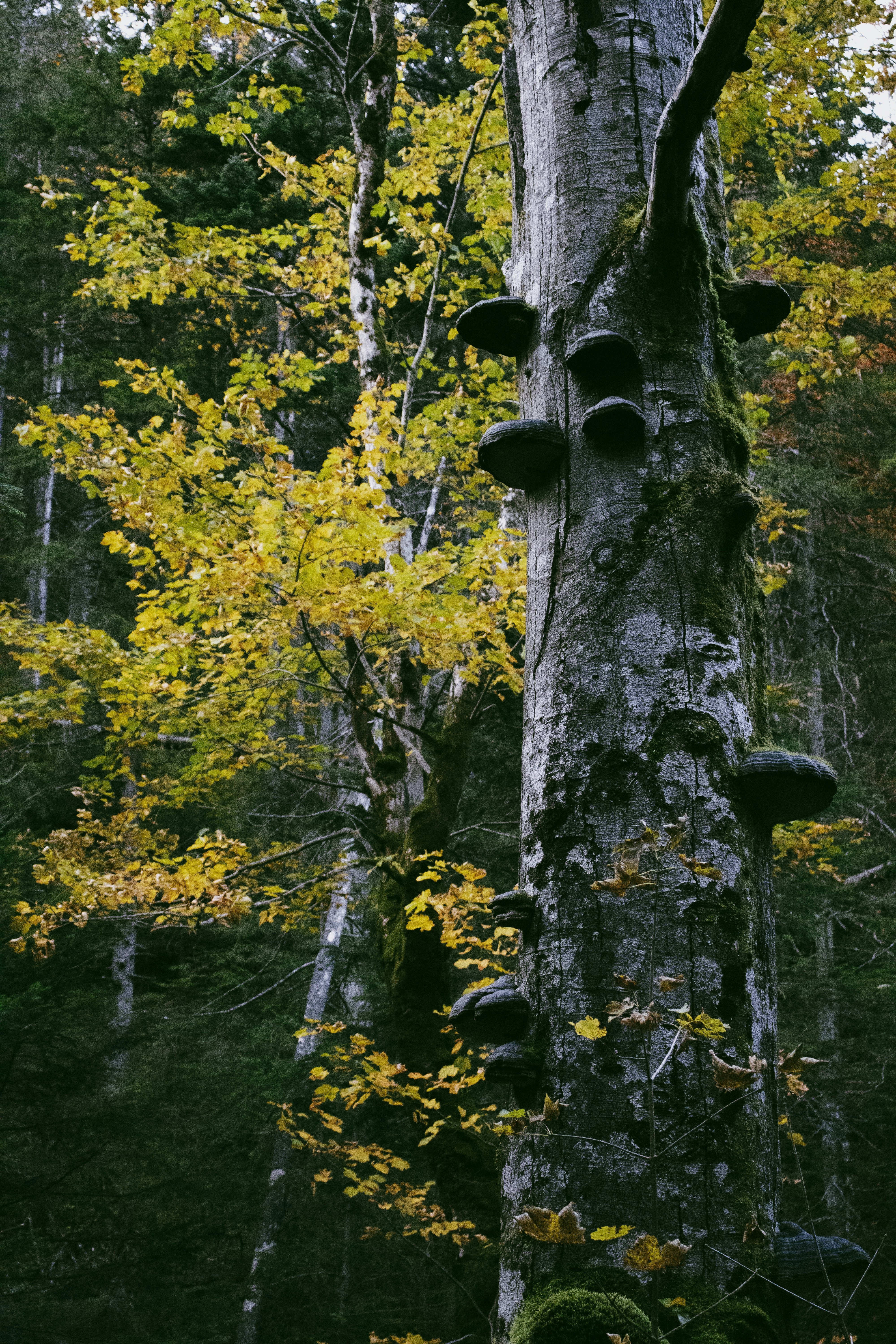 Bracketed Giants Ascend: A Mossy Trunk Amid Autumn Gold