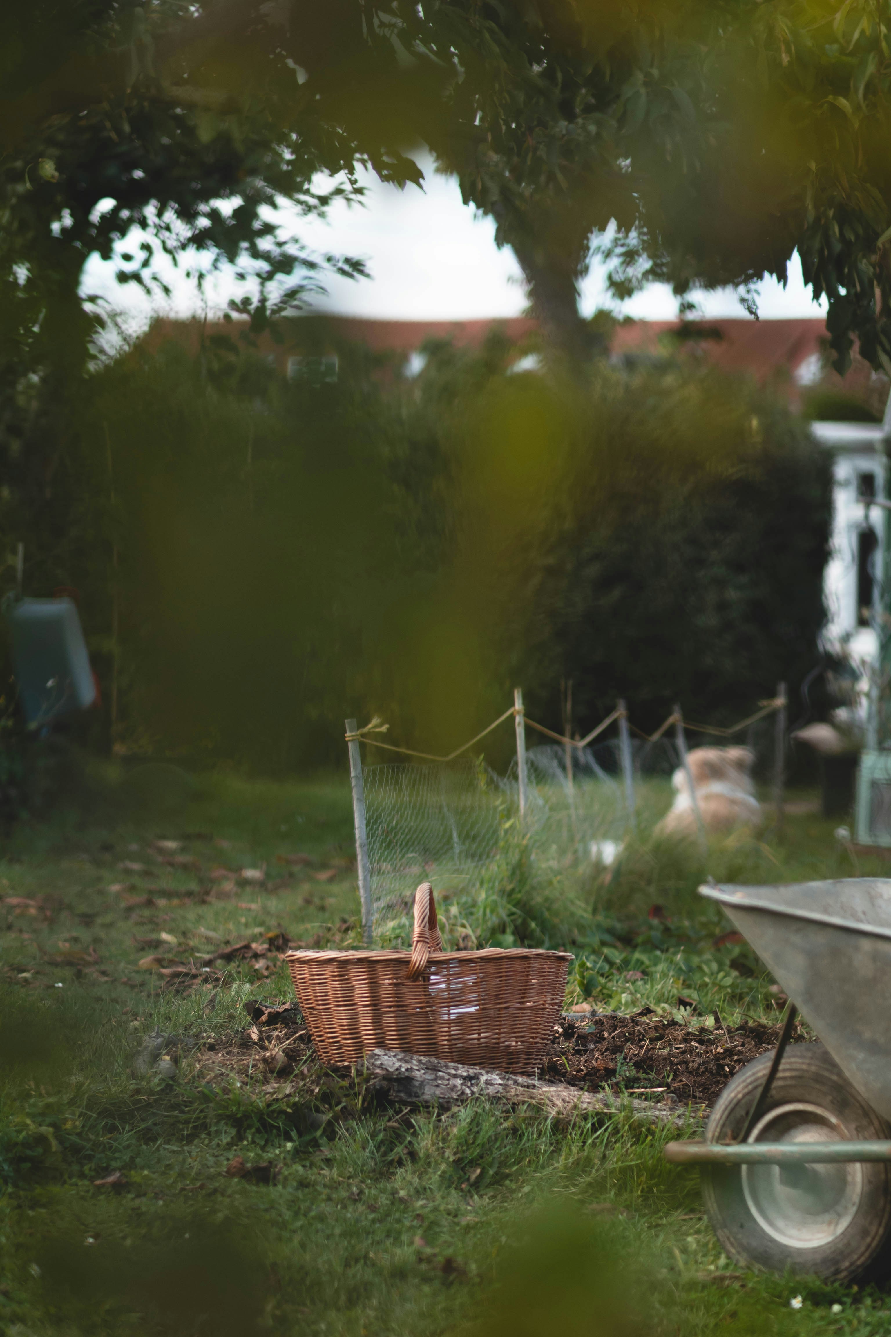 A wheelbarrow with a basket in the grass photo – Free Slowliving Image ...