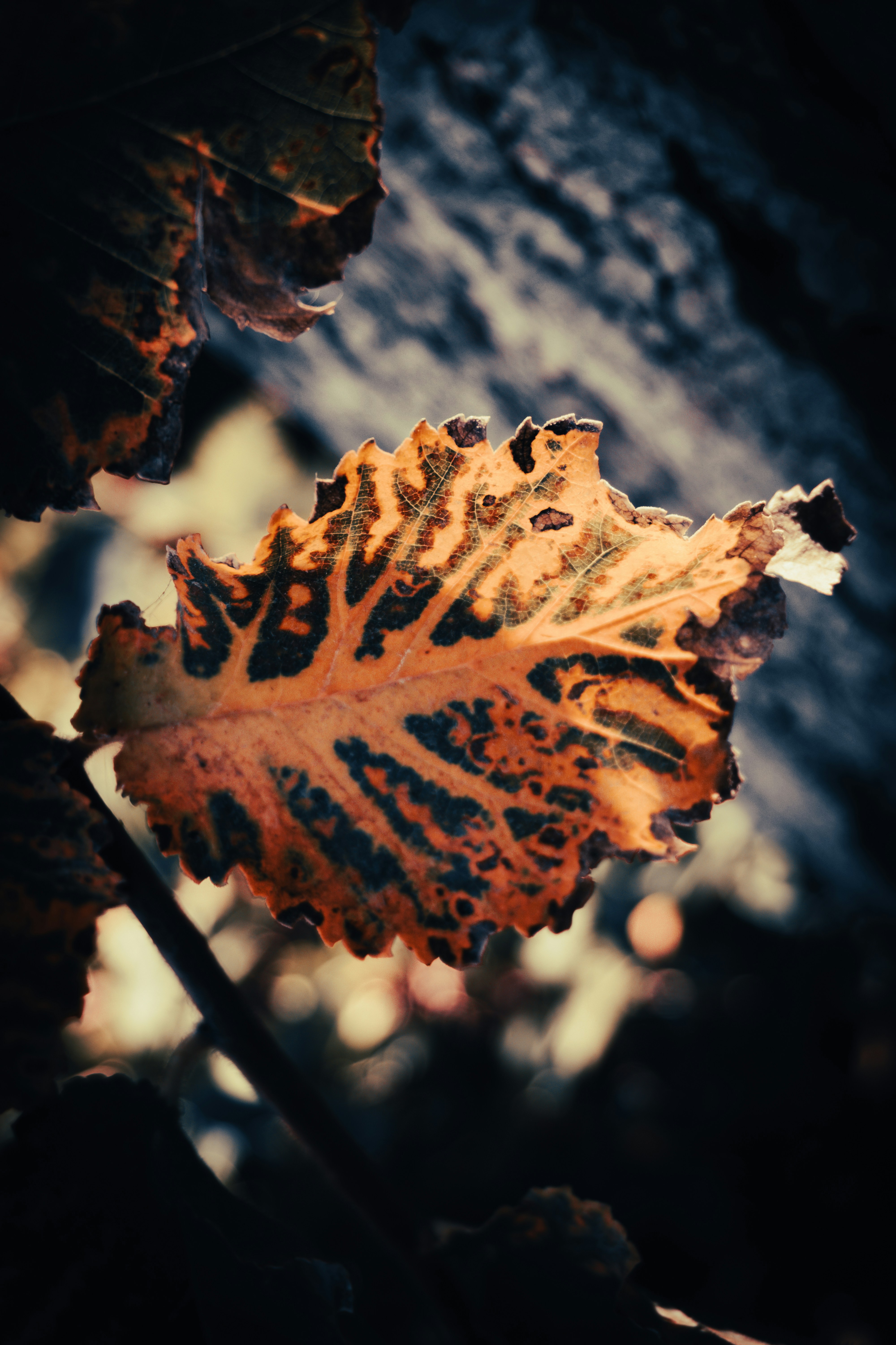 Photo by Nima Mohammadi with Sony Alpha 6400