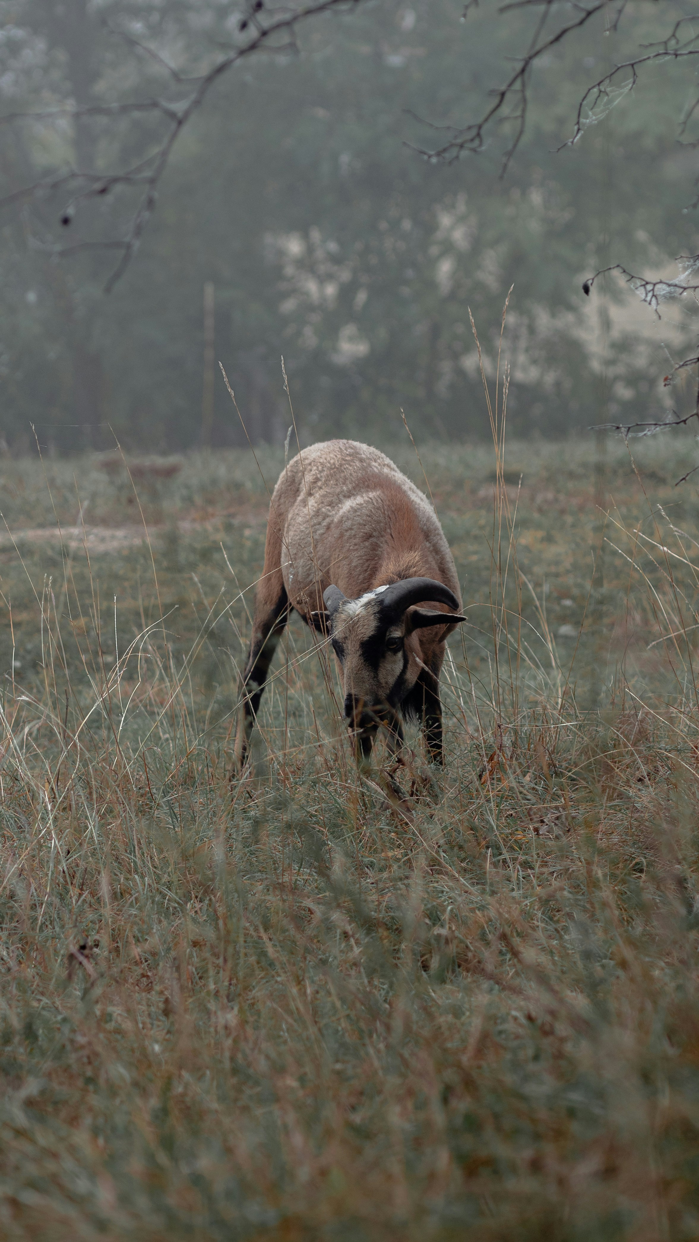 Grazing in the Mist: Tawny Ram in a Quiet Meadow