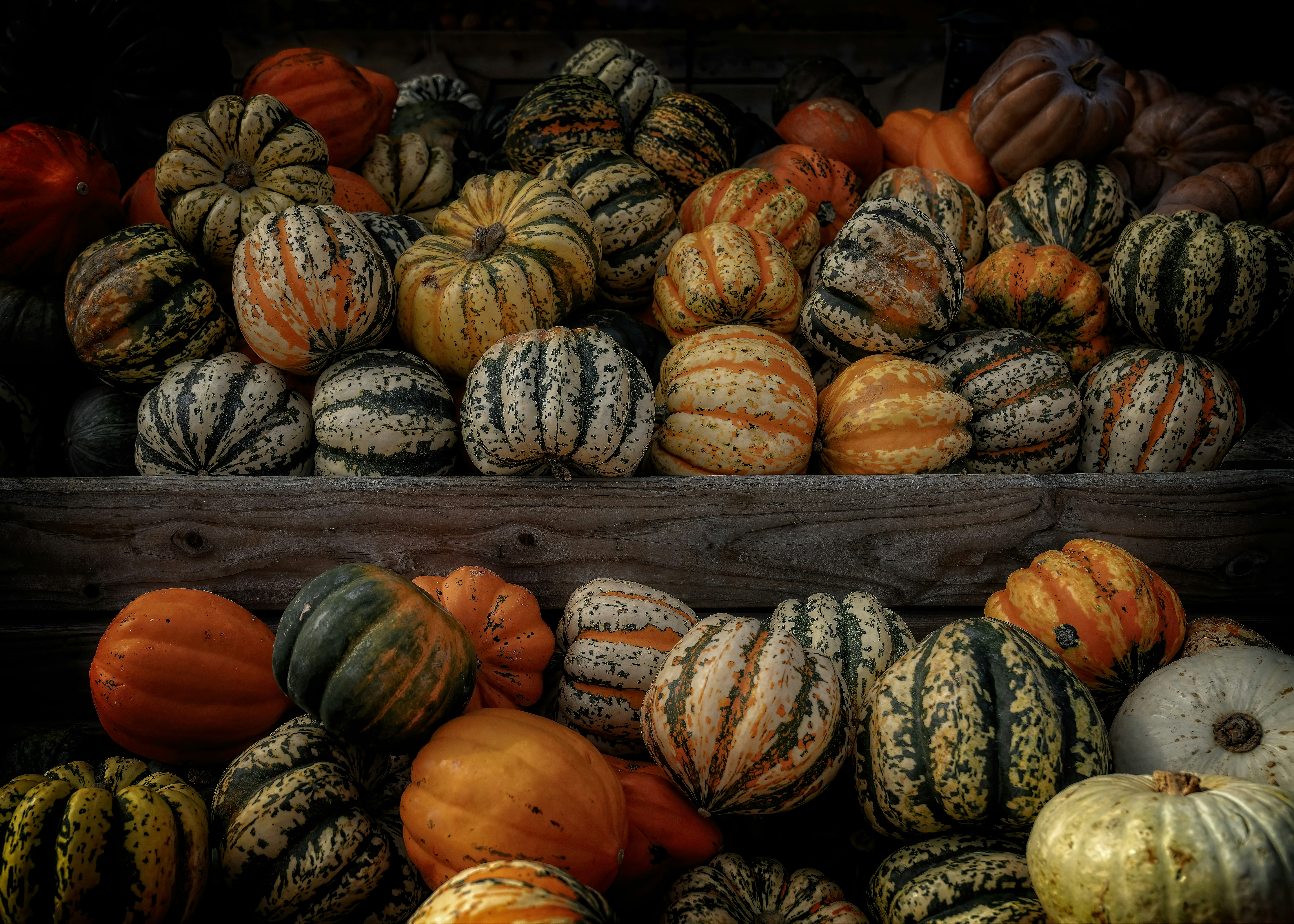 Autumn Harvest: A Palette of Pumpkins