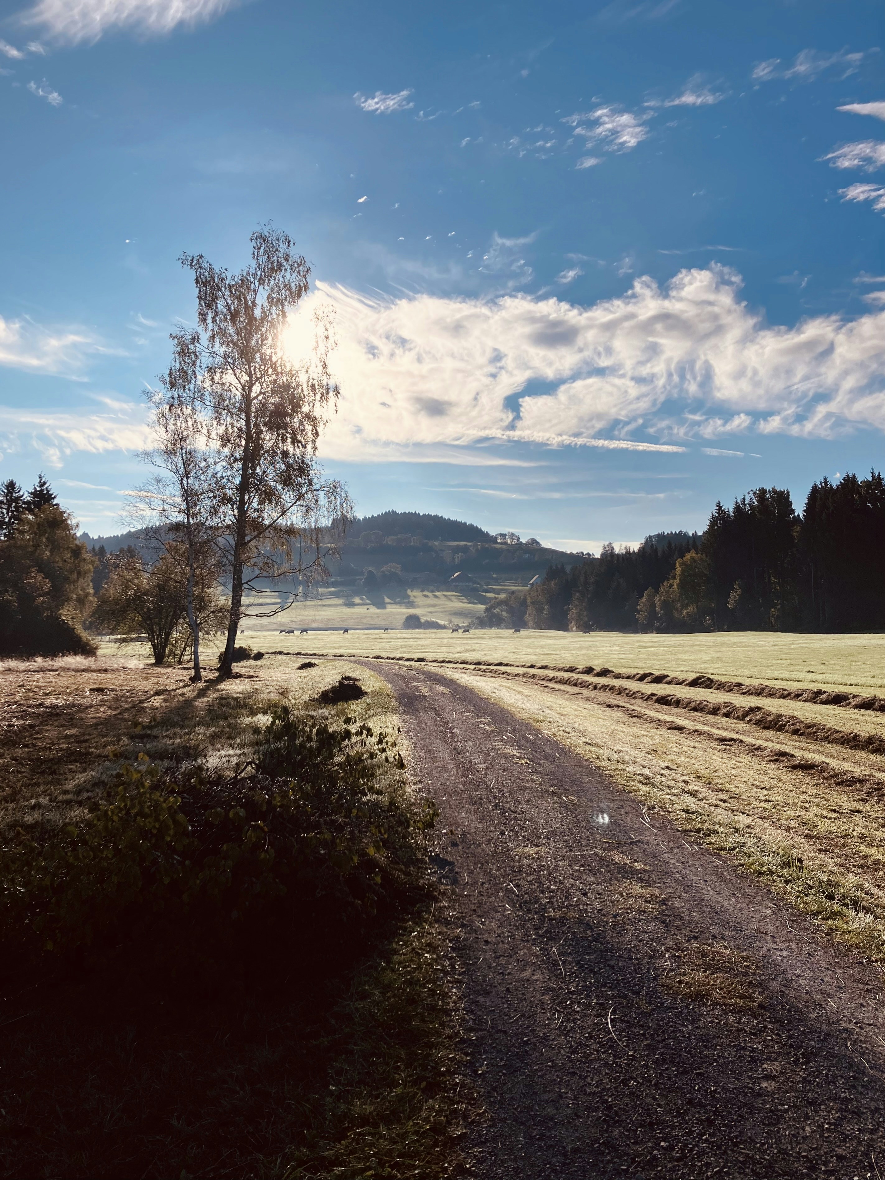 Un chemin de terre au milieu d’un champ photo – Photo Suisse Gratuite ...
