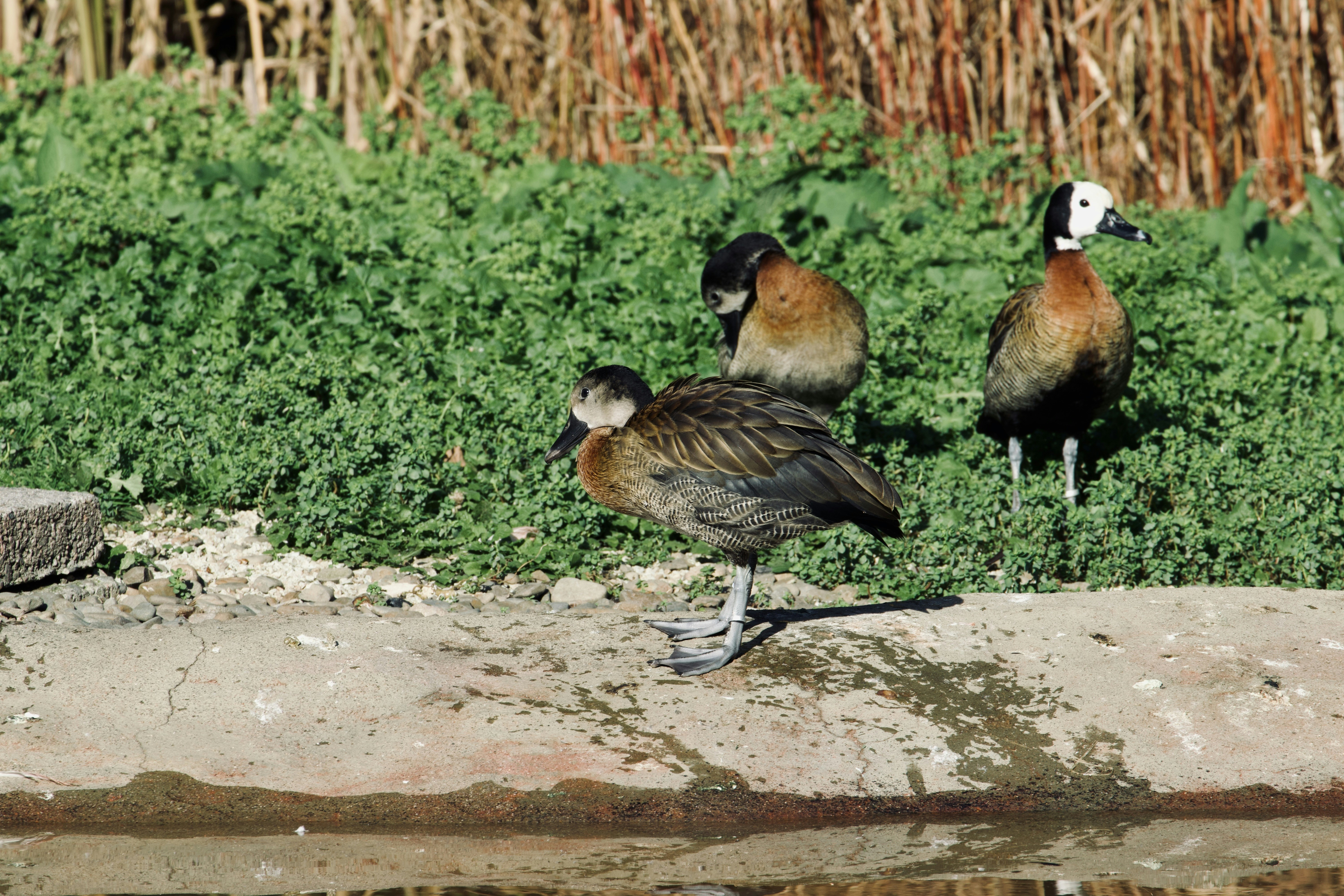Edge of the Ripple: A Duck Takes a Step by the Quiet Bank