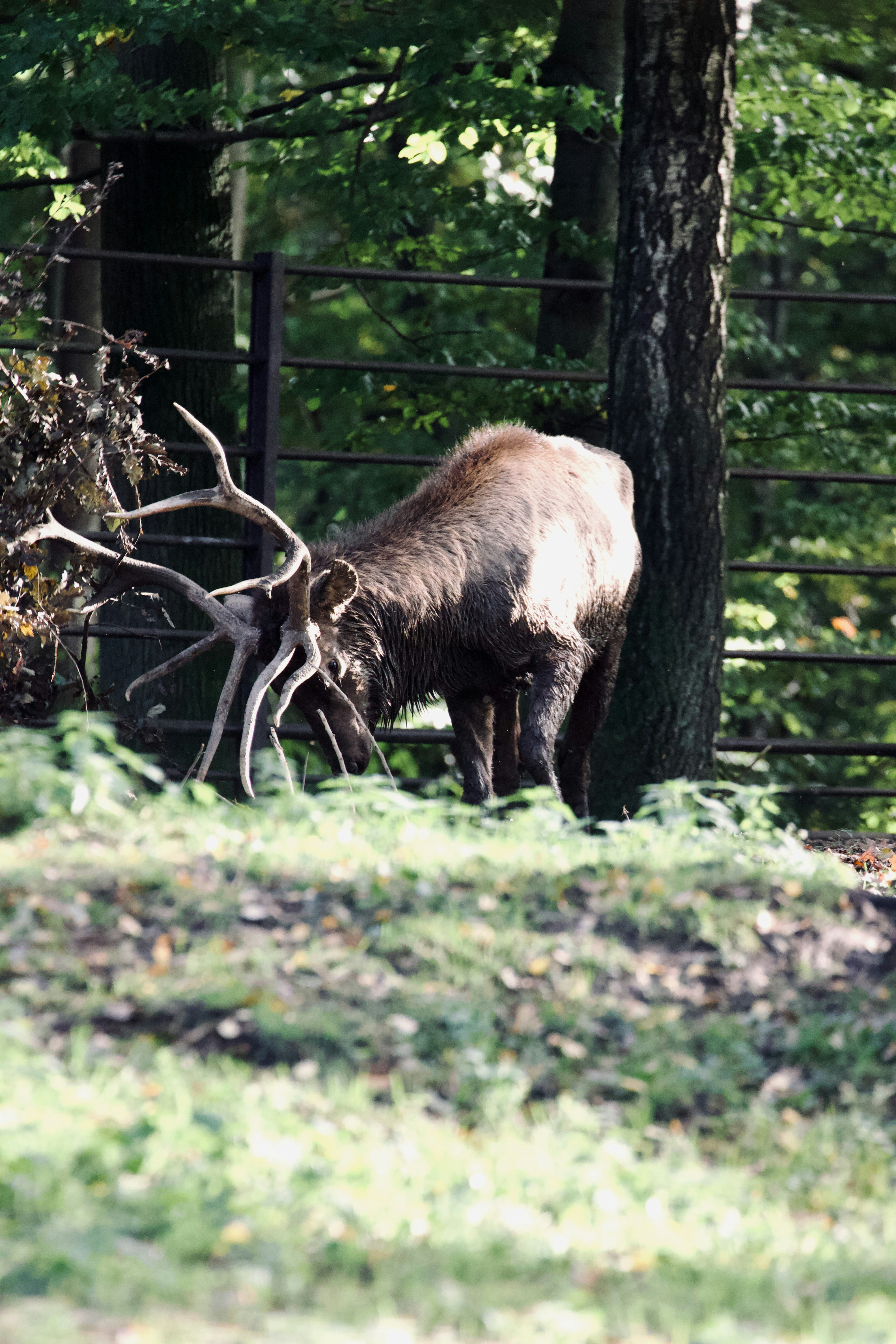 Antlered Silence: Elk Grazes by a Forest Fence
