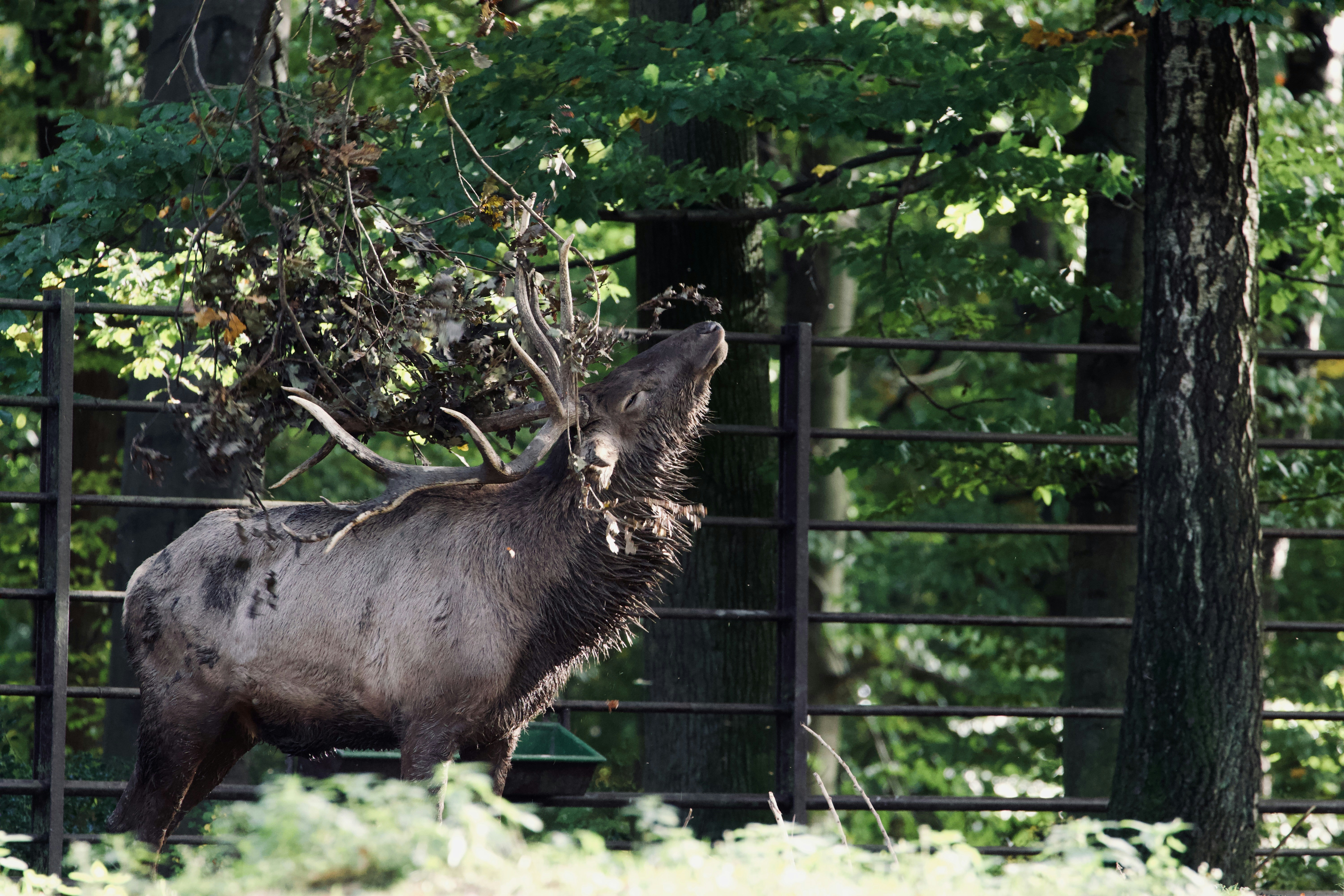 Forest Roar: A Lone Deer Marks Its Boundary