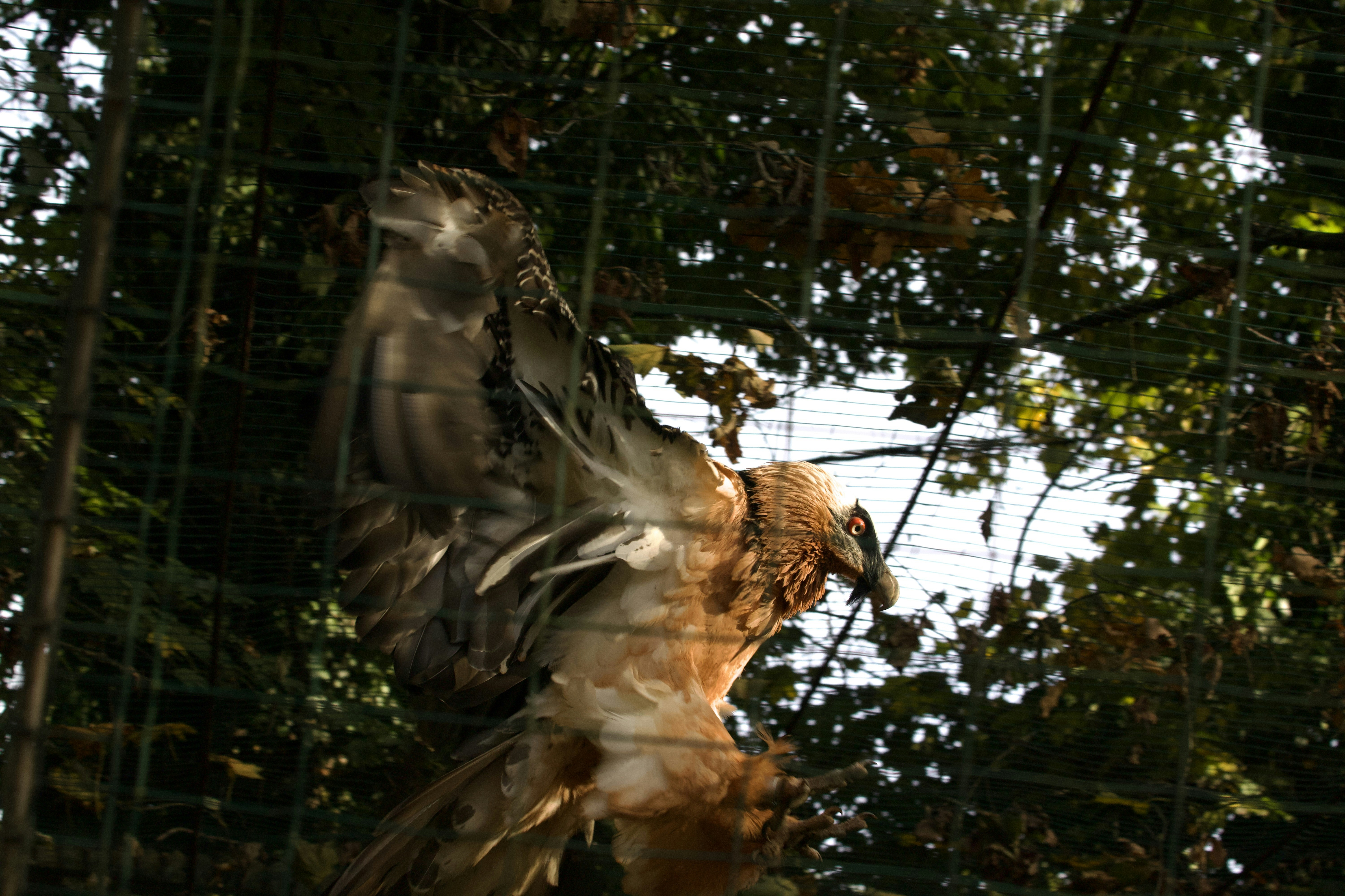 Wingbeat Through the Mesh: A Bird in Mid-Flight Amid Leaves