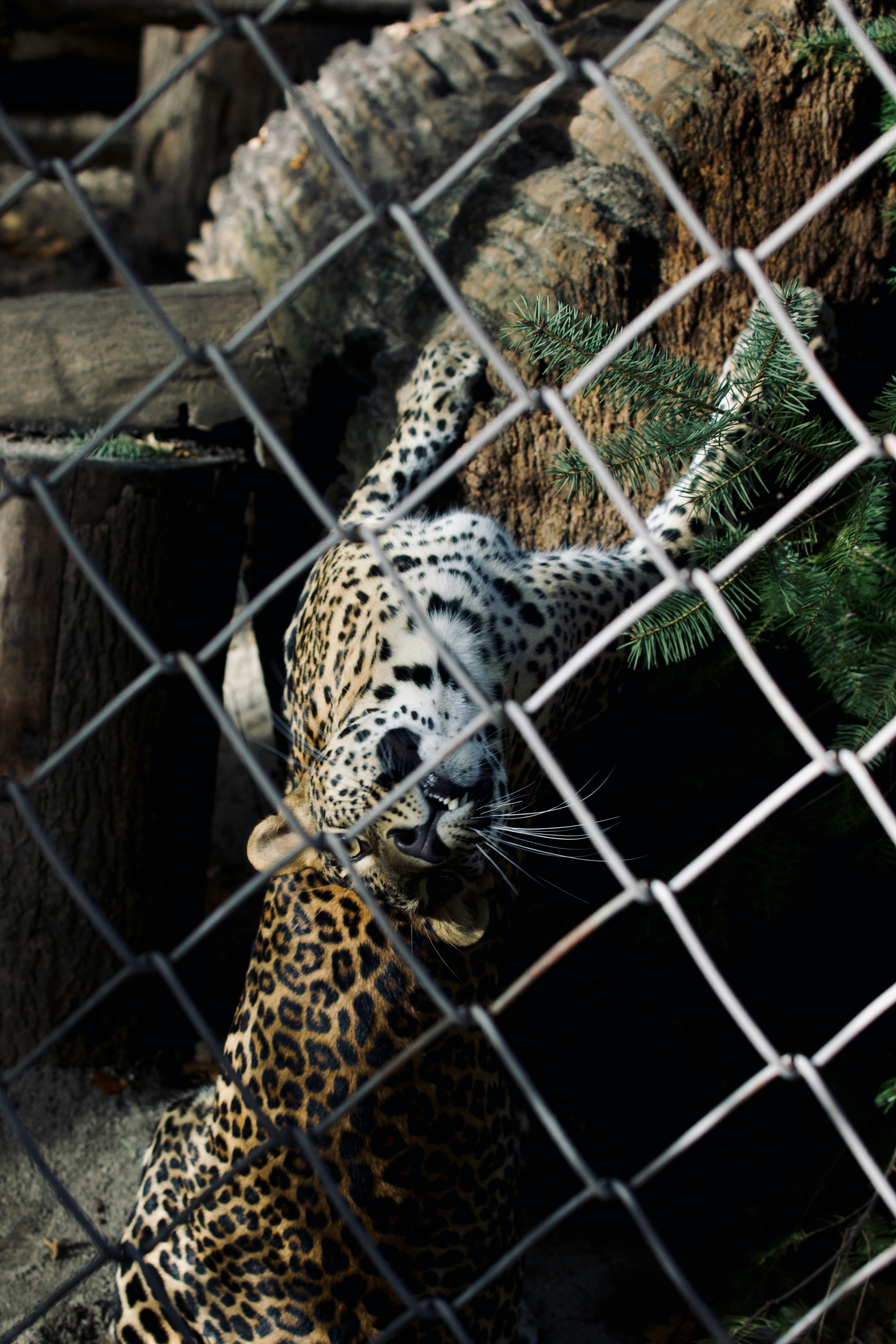 A leopard in a zoo behind a chain link fence photo – Free Mammal Image ...
