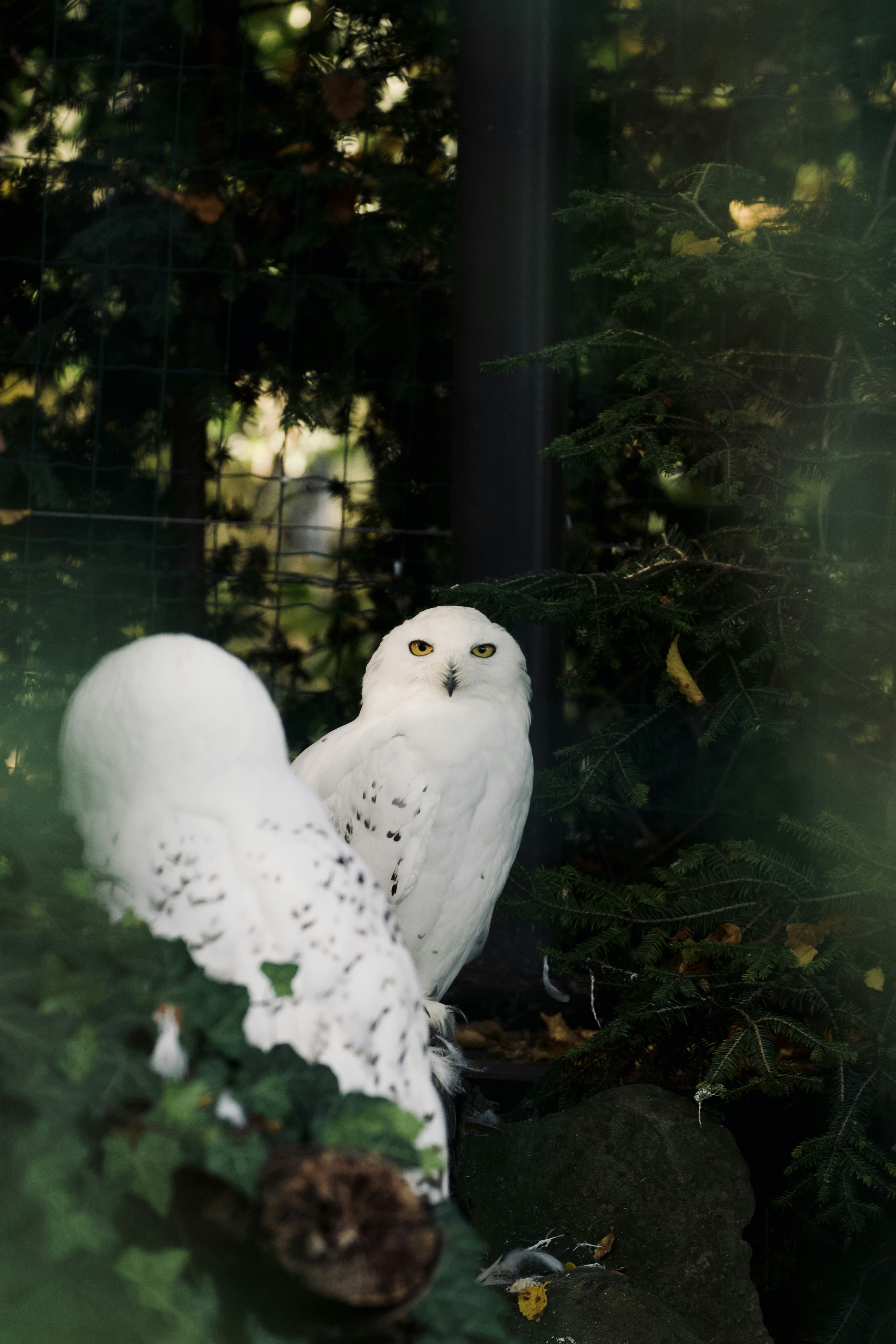 Un hibou blanc assis au sommet d’une forêt verdoyante photo – Photo ...