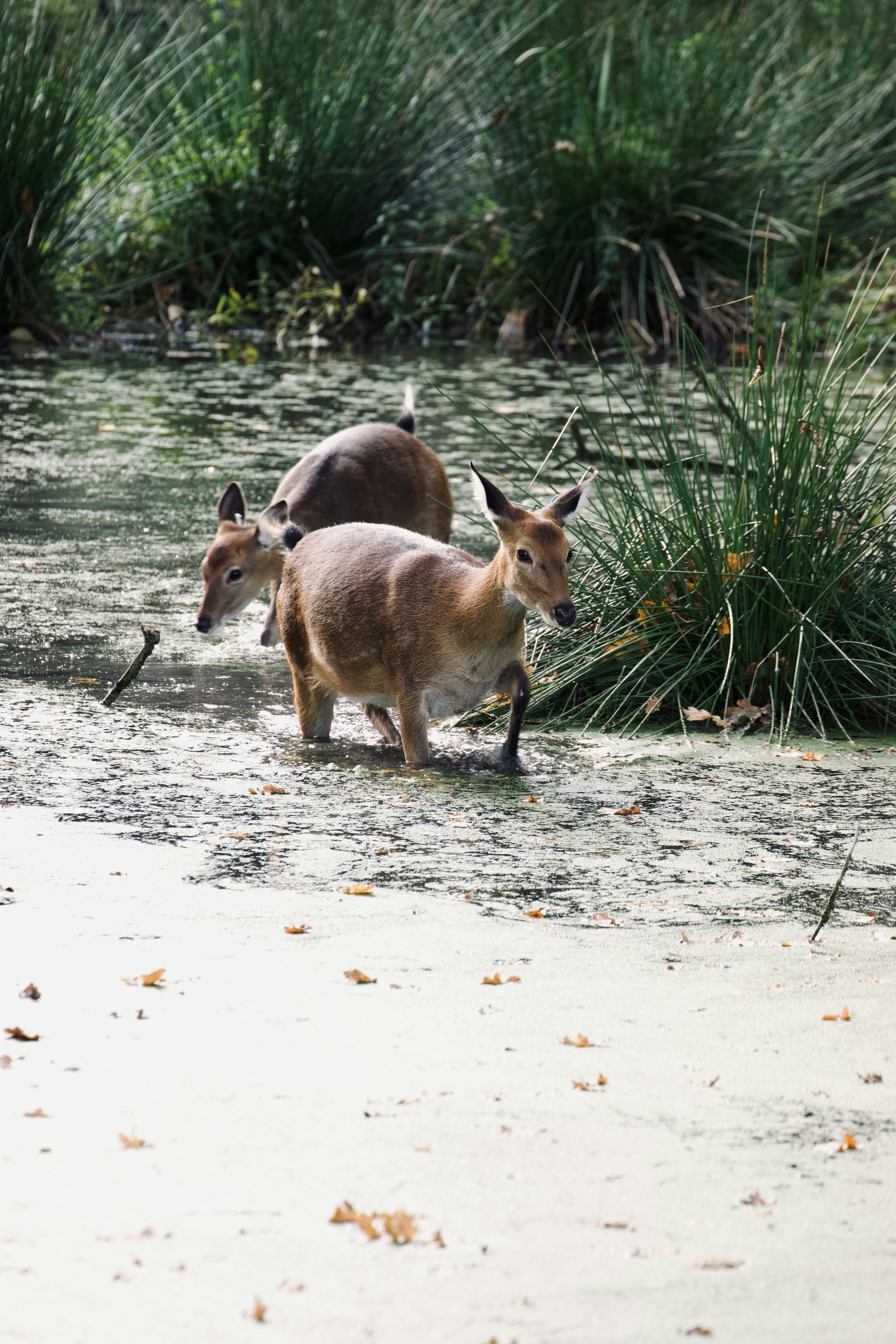 Two Wallabies Wading Through a Reed-Fringed Wetland
