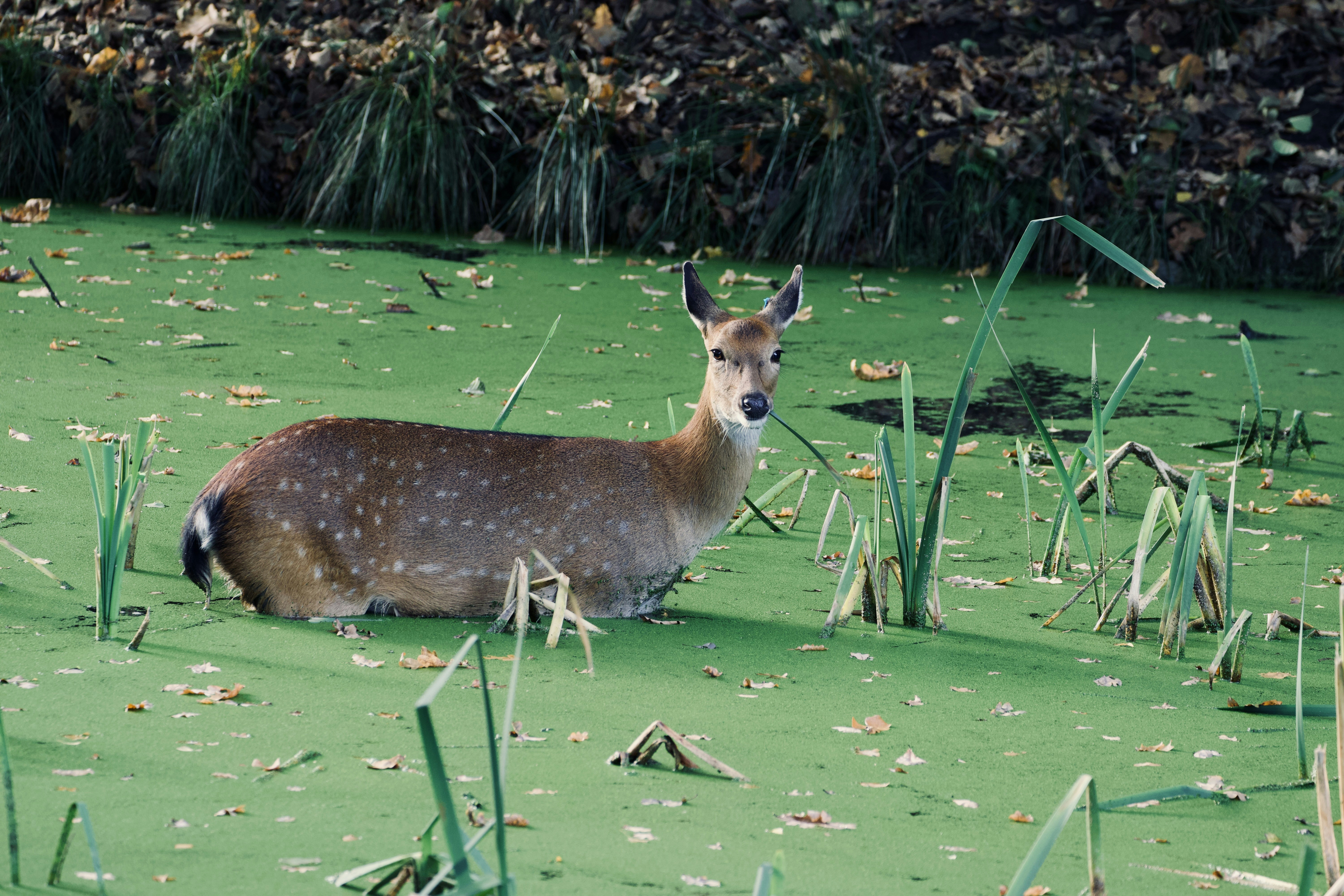 Hidden Moor by the Lake: A Roe Deer in Verdant Quiet