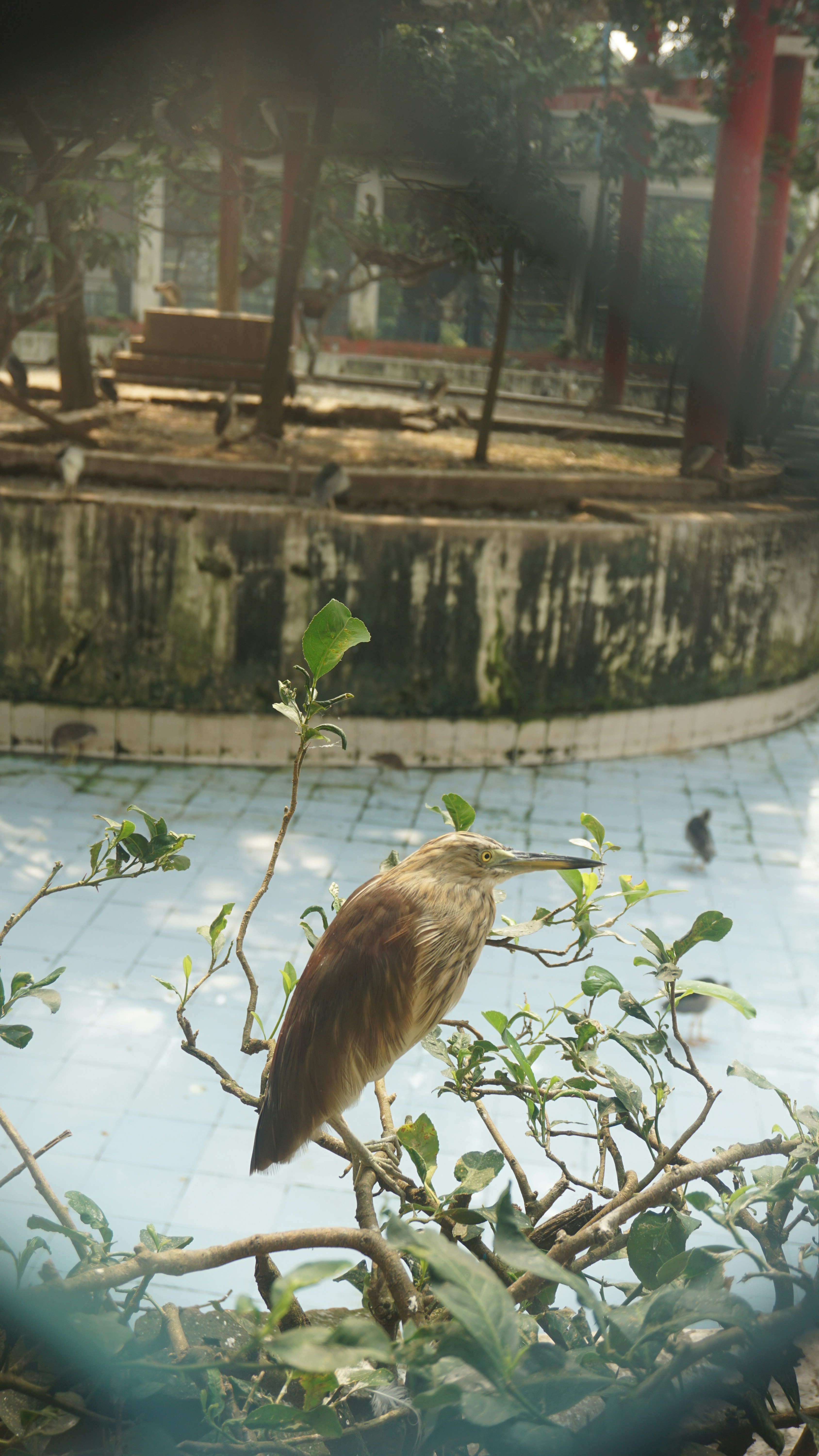 heron in the water, Dhaka Zoo