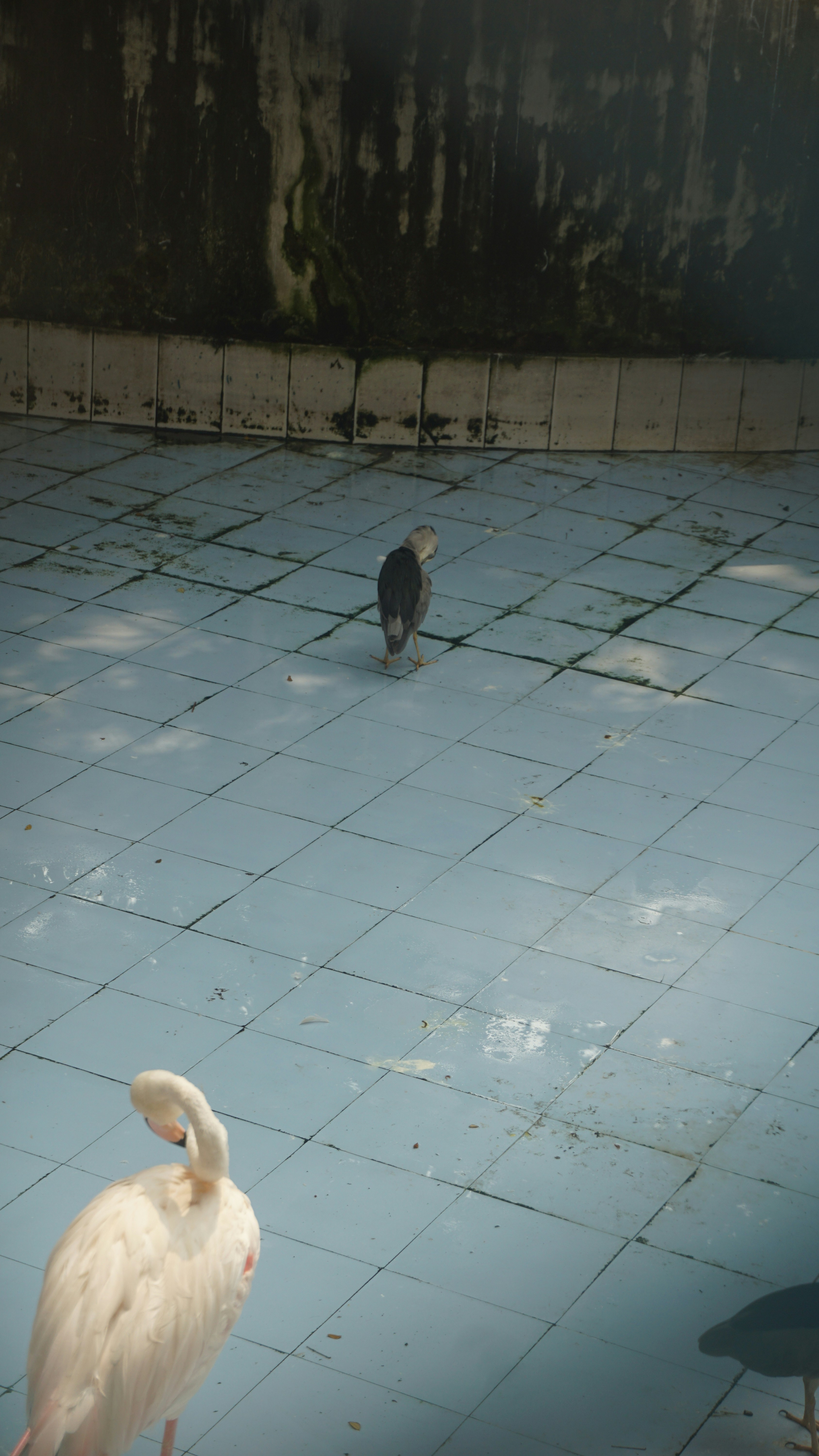 Blue Tile Quietude: A Black Wader and Flamingo in a Stilled Pool