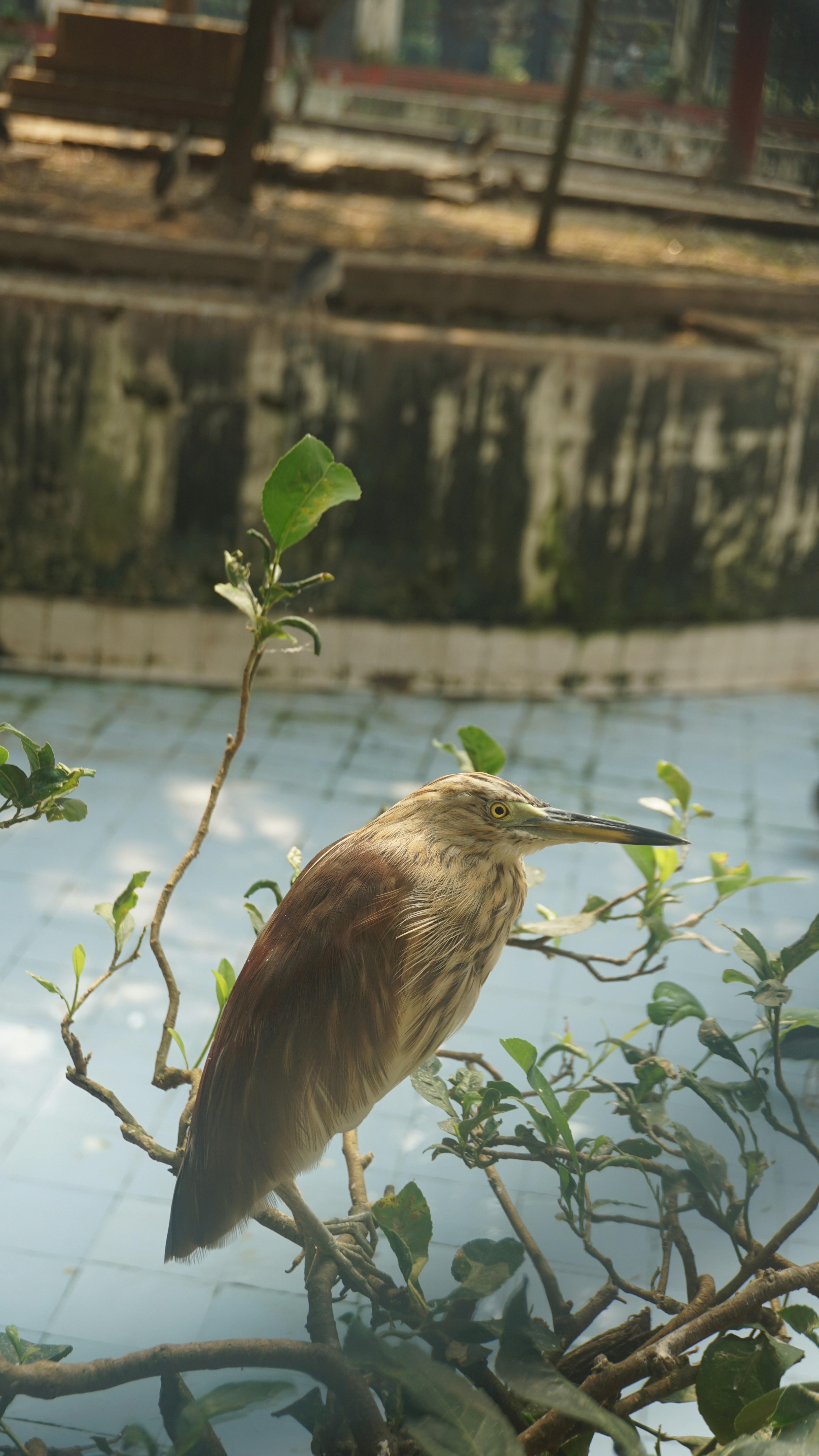 Walled-Garden Heron: A Quiet Perch Over a Reflective Pool
