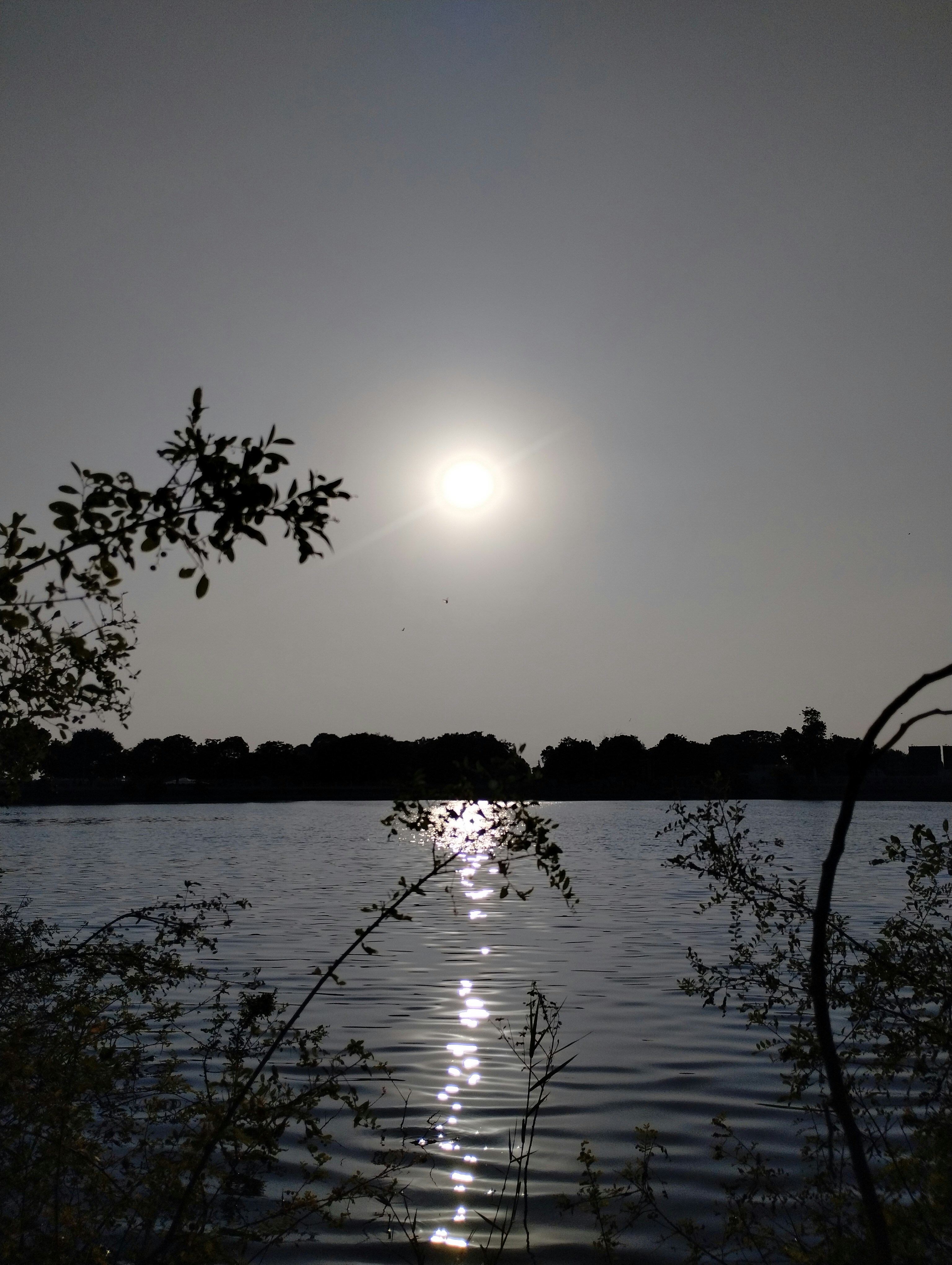 Sunlit Serenity Over a Lake Framed by Quiet Branches