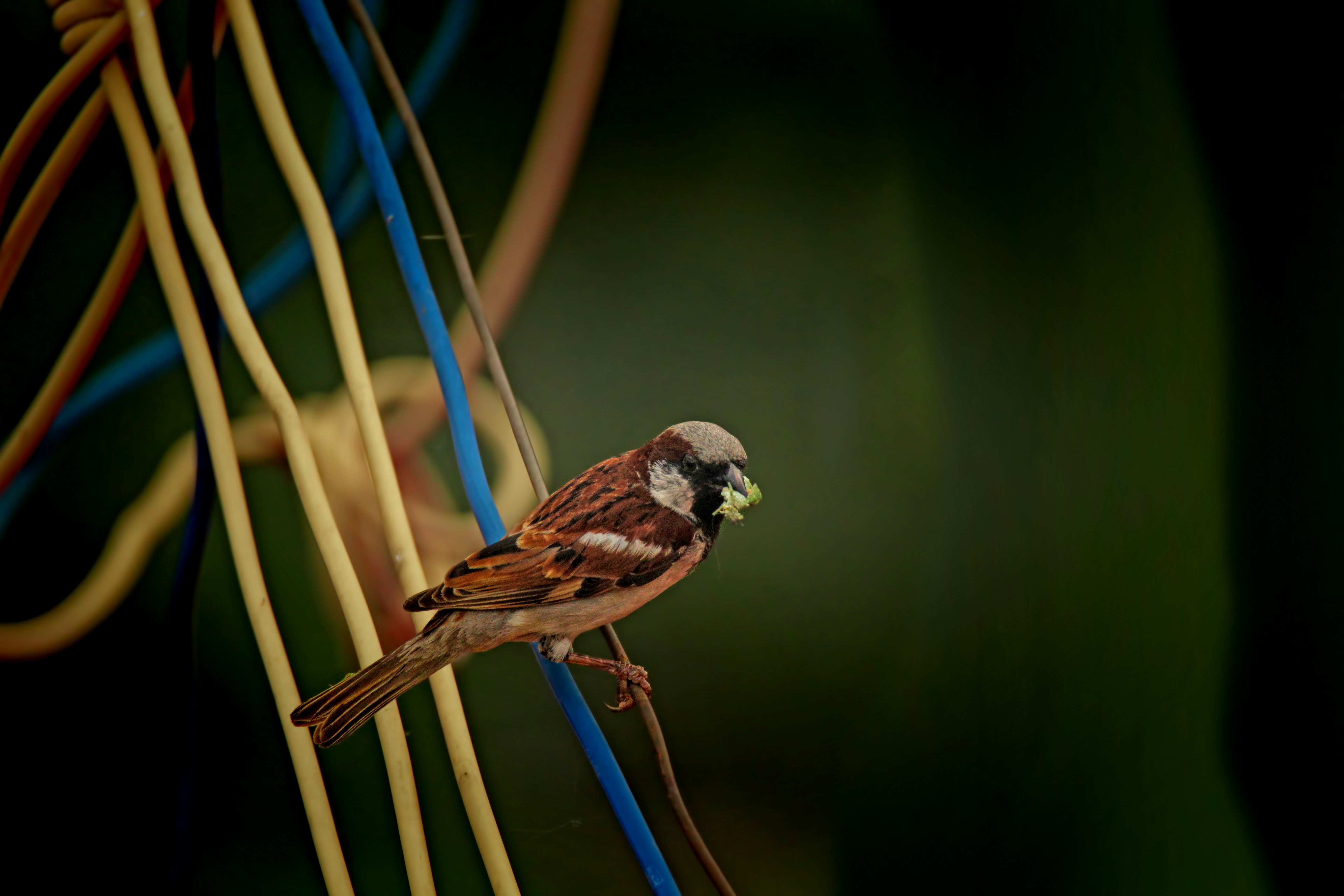 Sparrow on a Cable Lattice: A Quiet Moment in Neon Wires