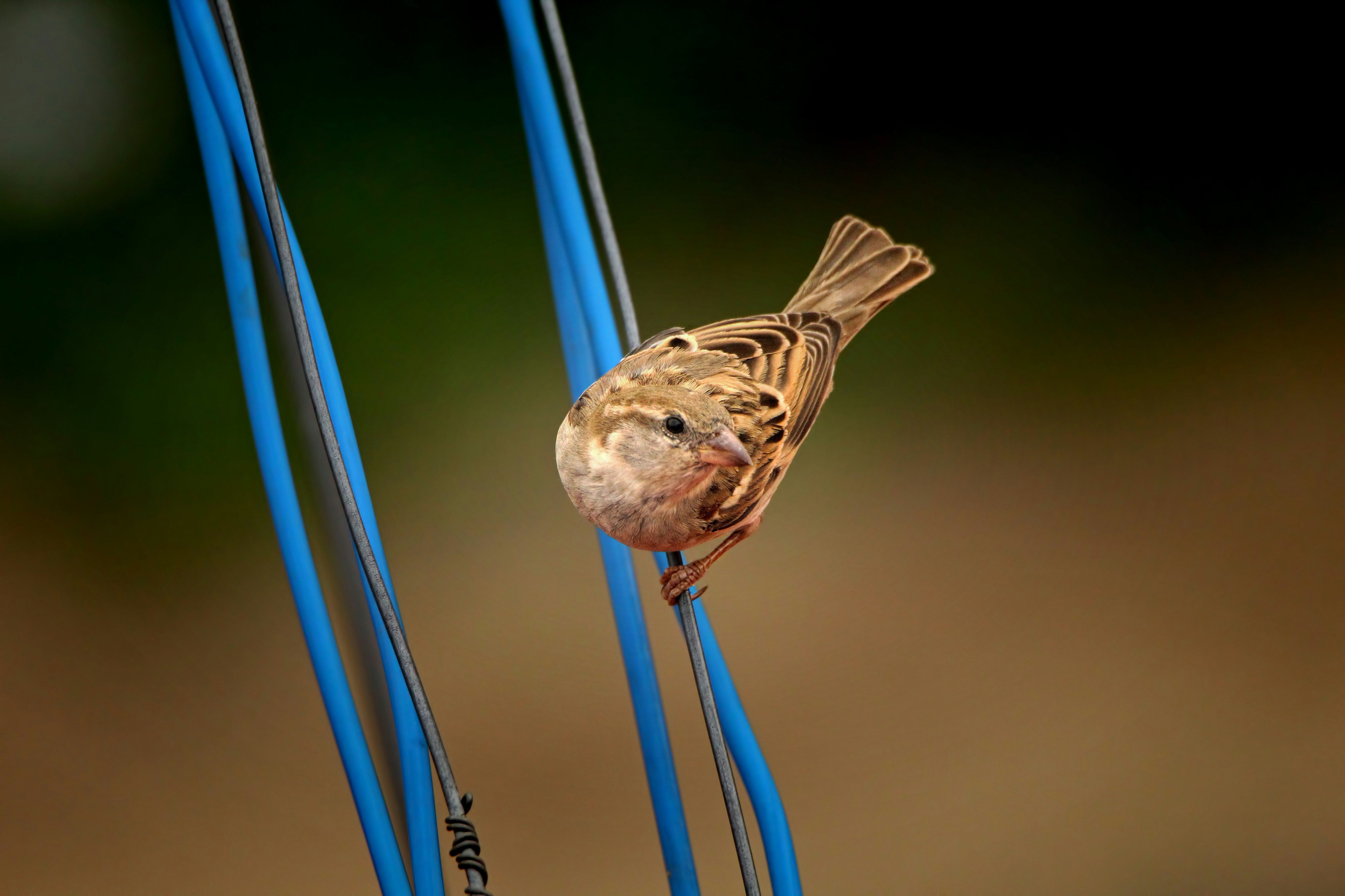 Perched on Electric Blue: A Sparrow on Wires