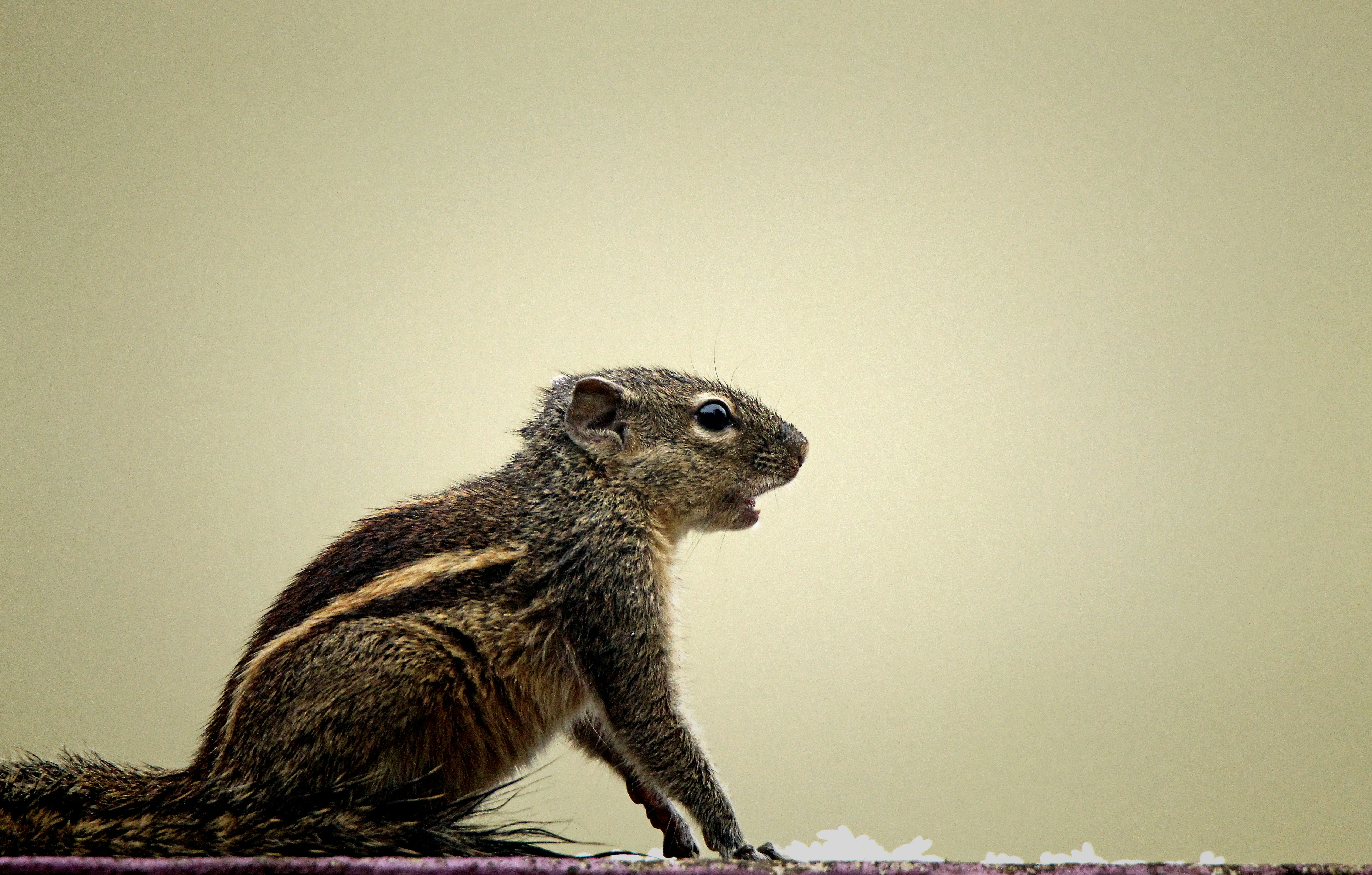 Ground Squirrel Sentinel on a Frosted Log