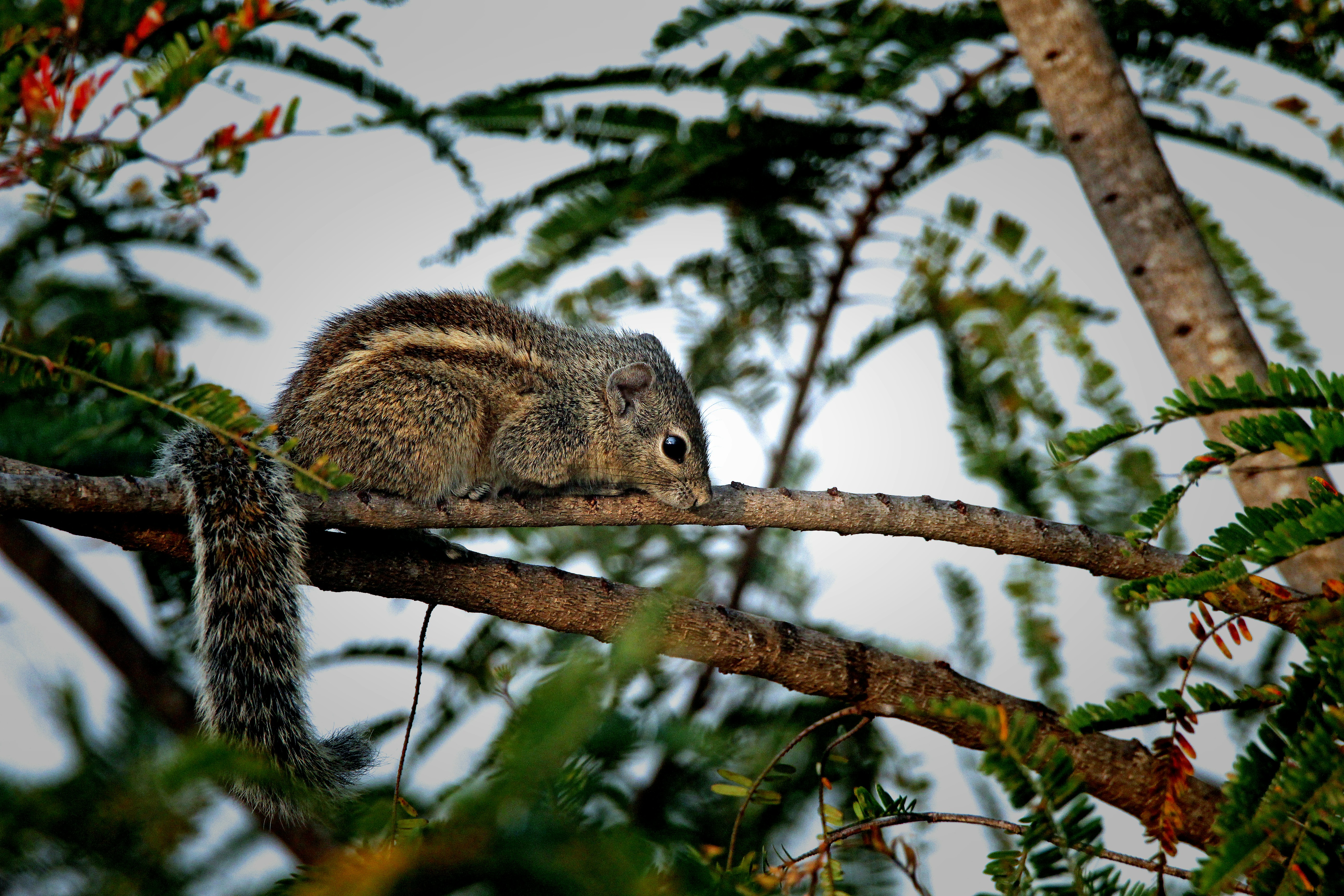 Una ardilla sentada en lo alto de la rama de un árbol foto – Imagen de ...