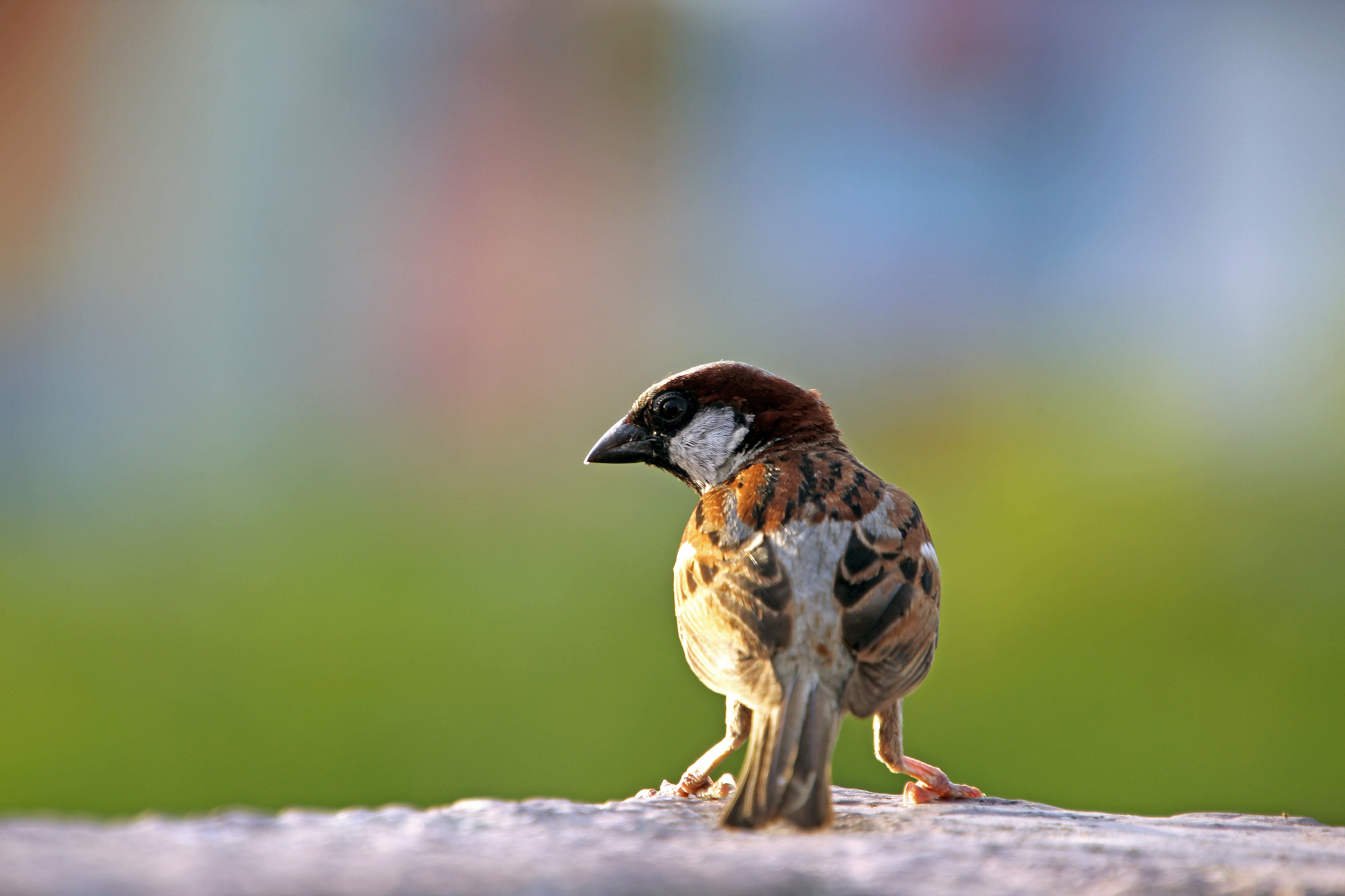 Perched in Quiet Light: A House Sparrow Against Dreamy Bokeh