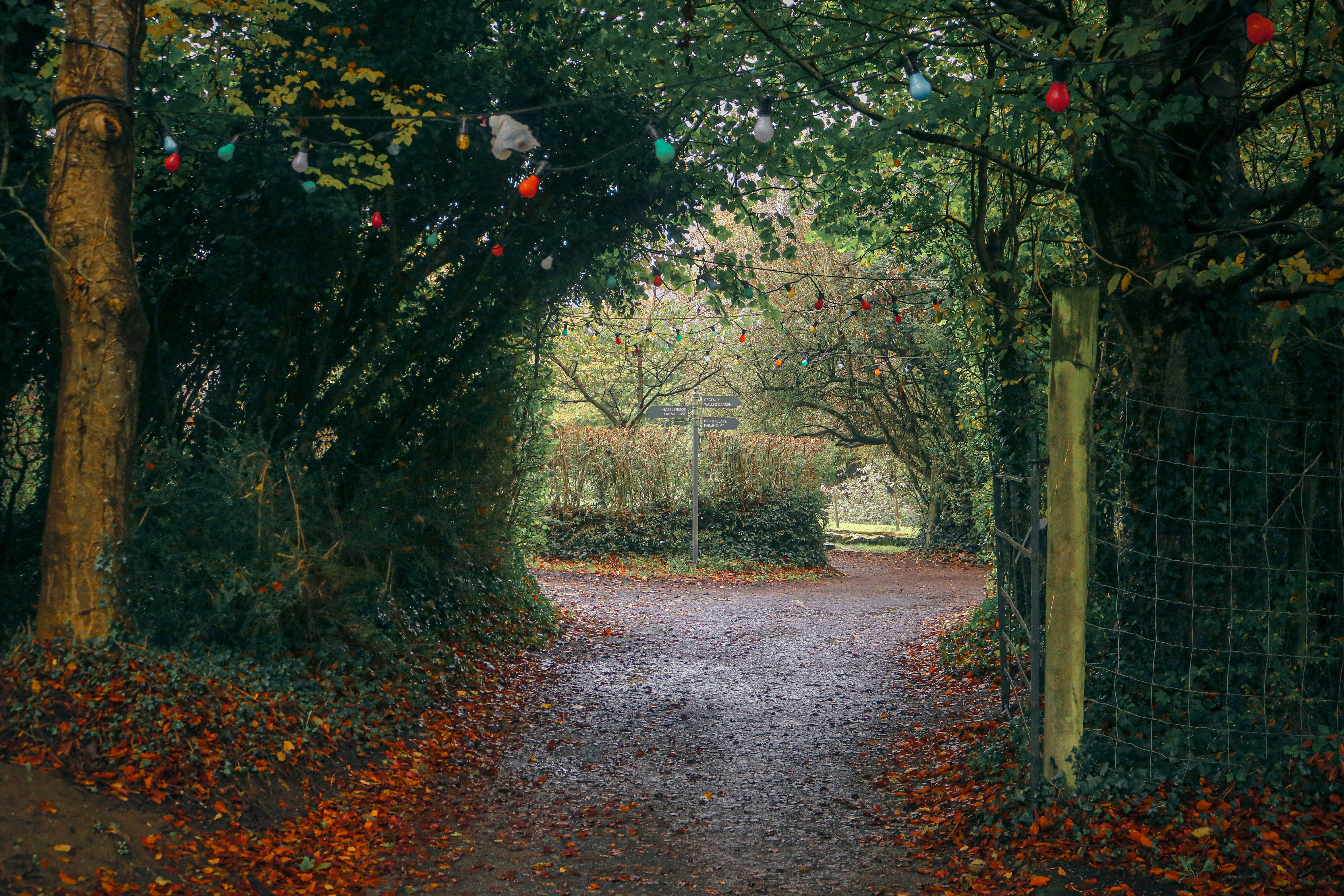A tranquil pathway framed by lush greenery and autumn leaves, adorned with colorful lights, inviting exploration. The scene conveys a serene transition into nature.