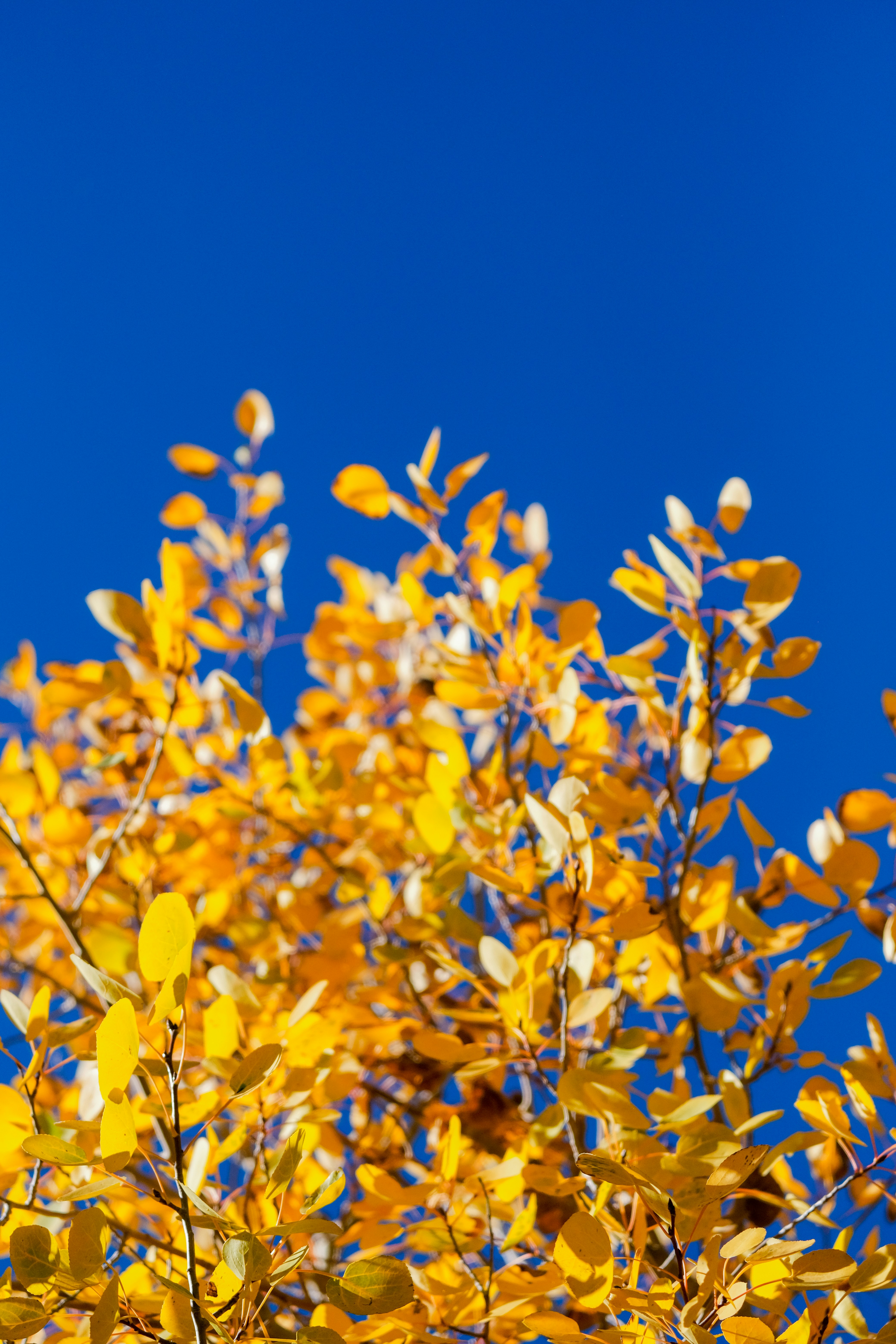 Vibrant yellow leaves of a tree reaching towards a clear blue sky, showcasing the beauty of autumn foliage.