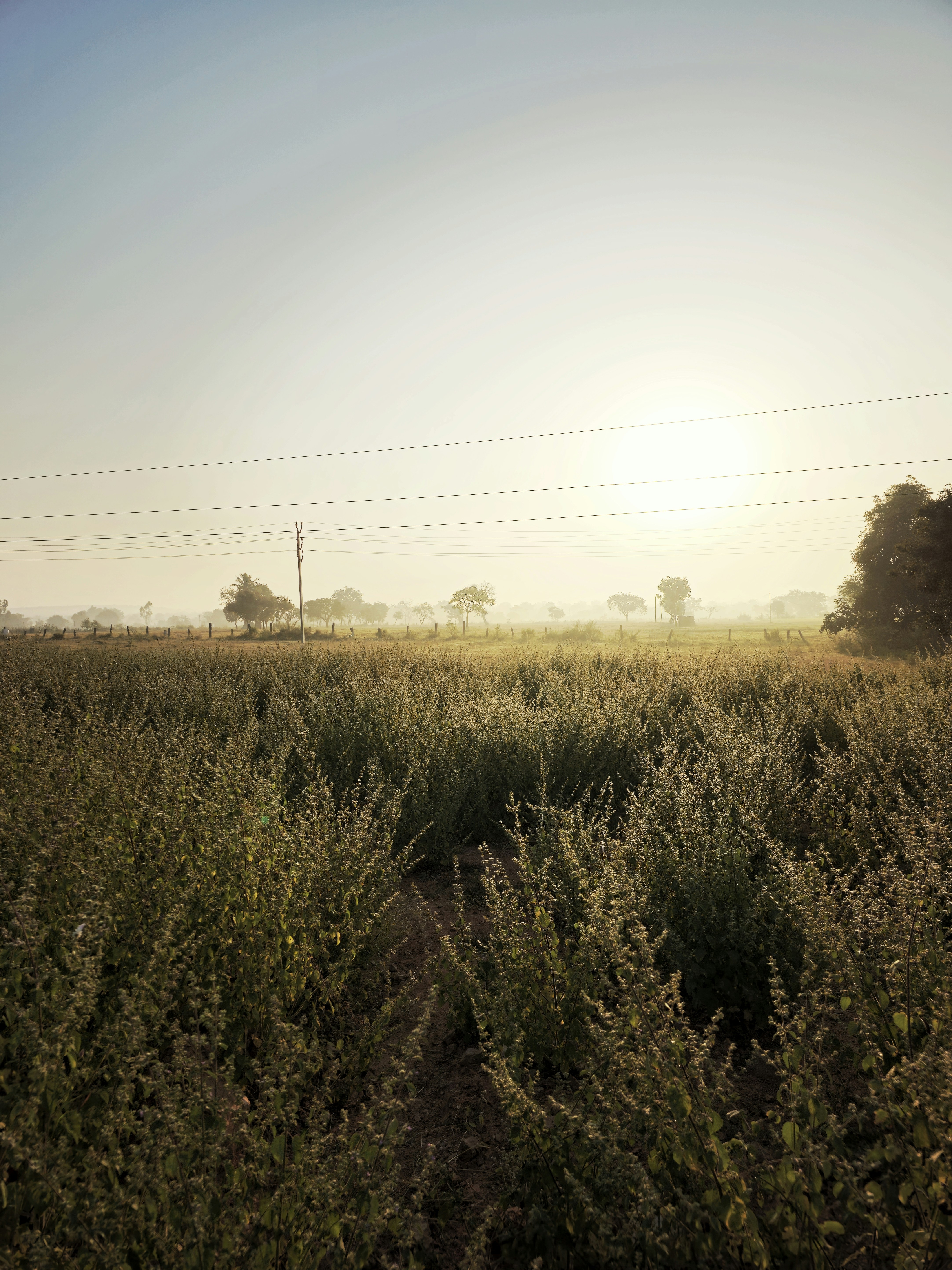 Dawn over Lavender Acres: Sunlit Rows and Quiet Horizon