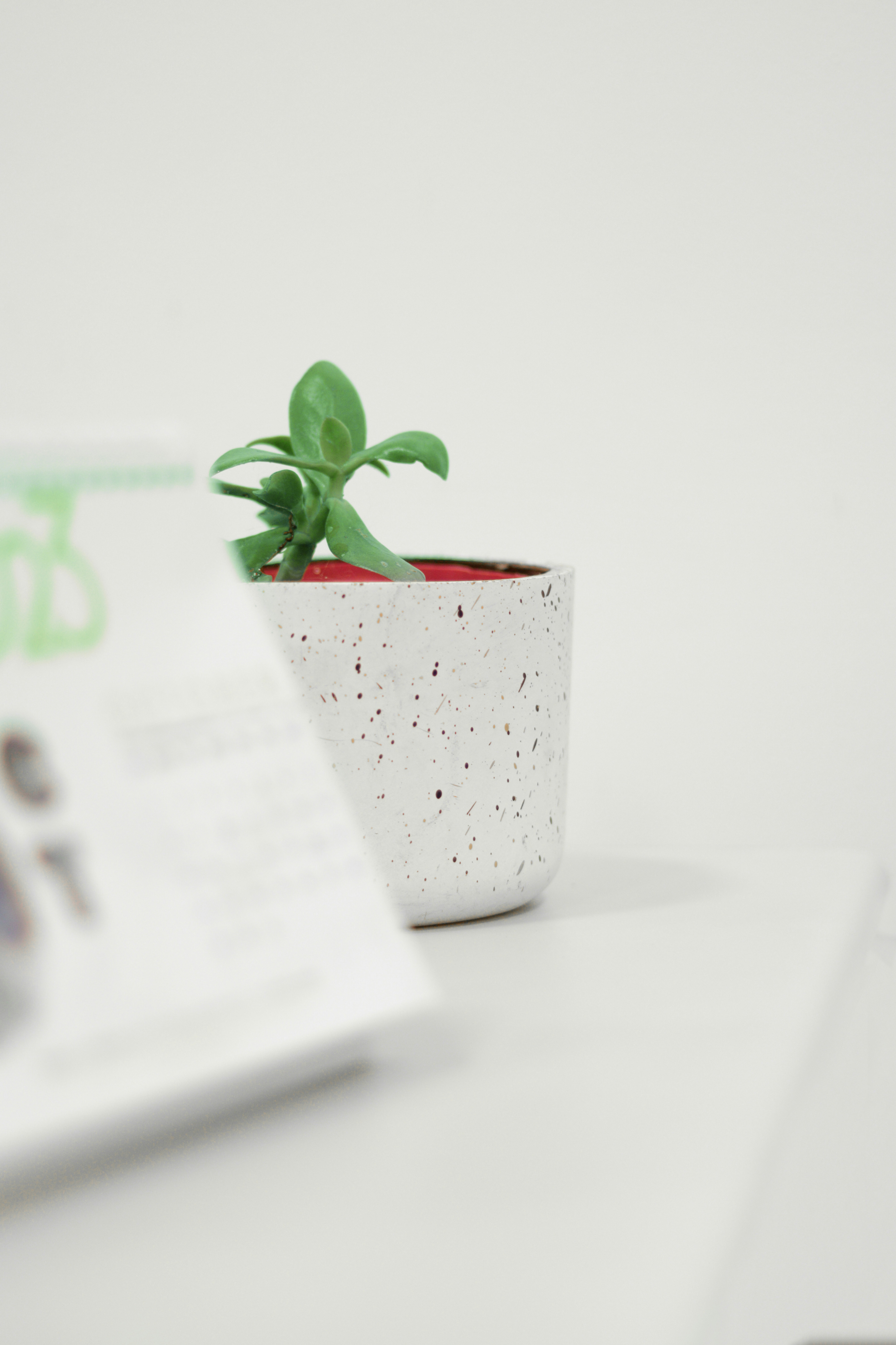 Minimalist plant in speckled pot on a stark white surface