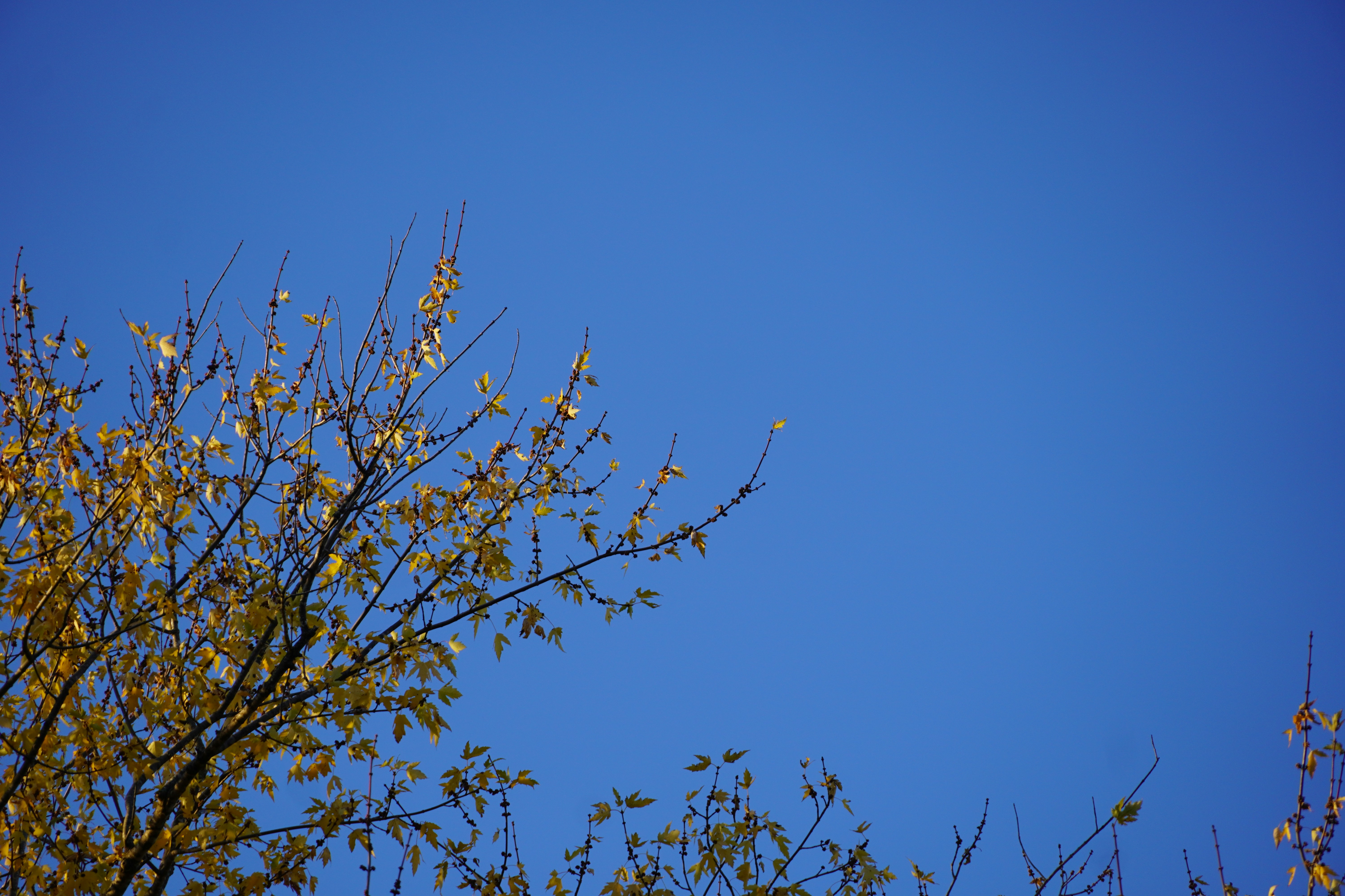 Photo by Caleb Wright with Sony Alpha 6400