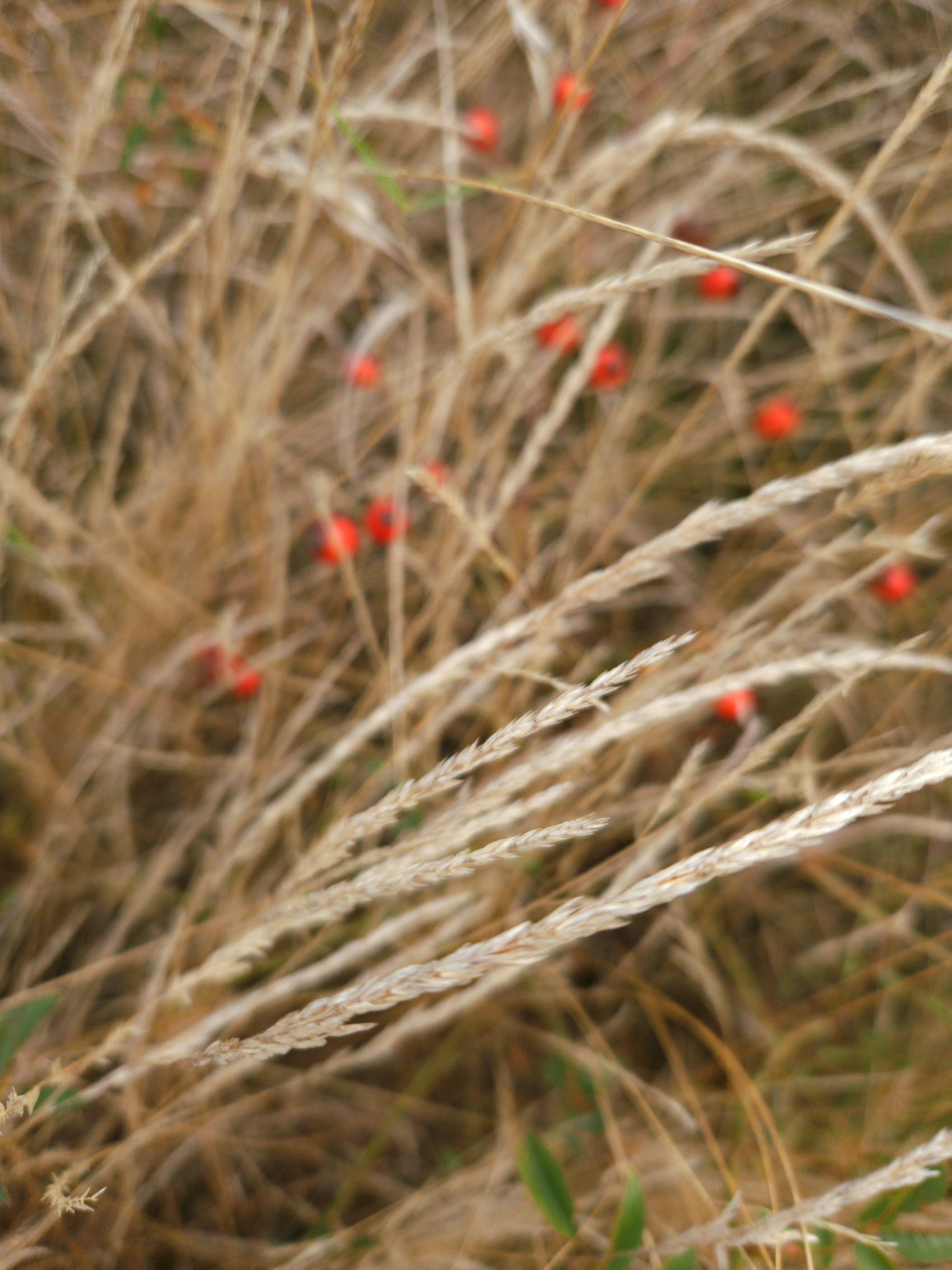 A bunch of red berries that are in the grass photo – Free Food Image on ...
