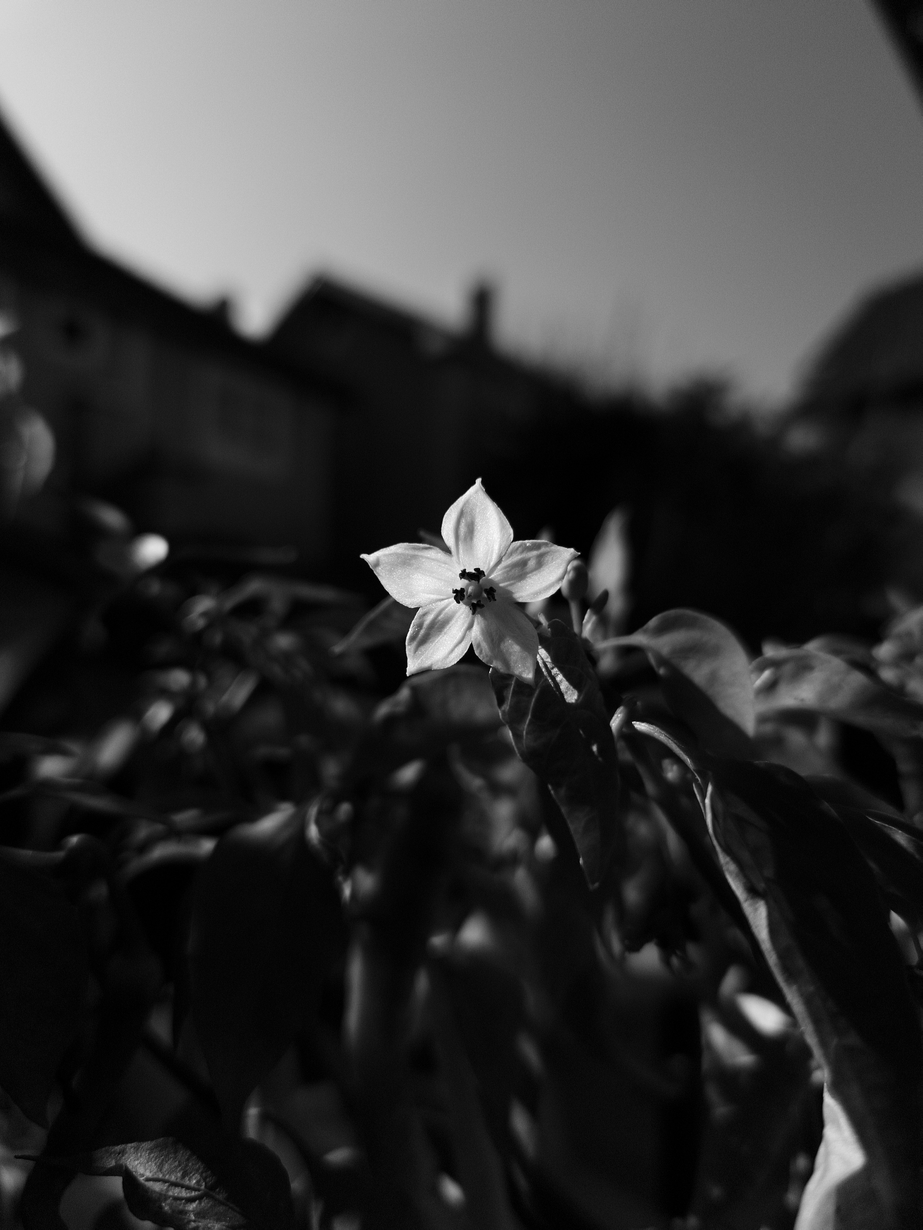 In Focus in the Shade: A Single Starflower in a City Blur