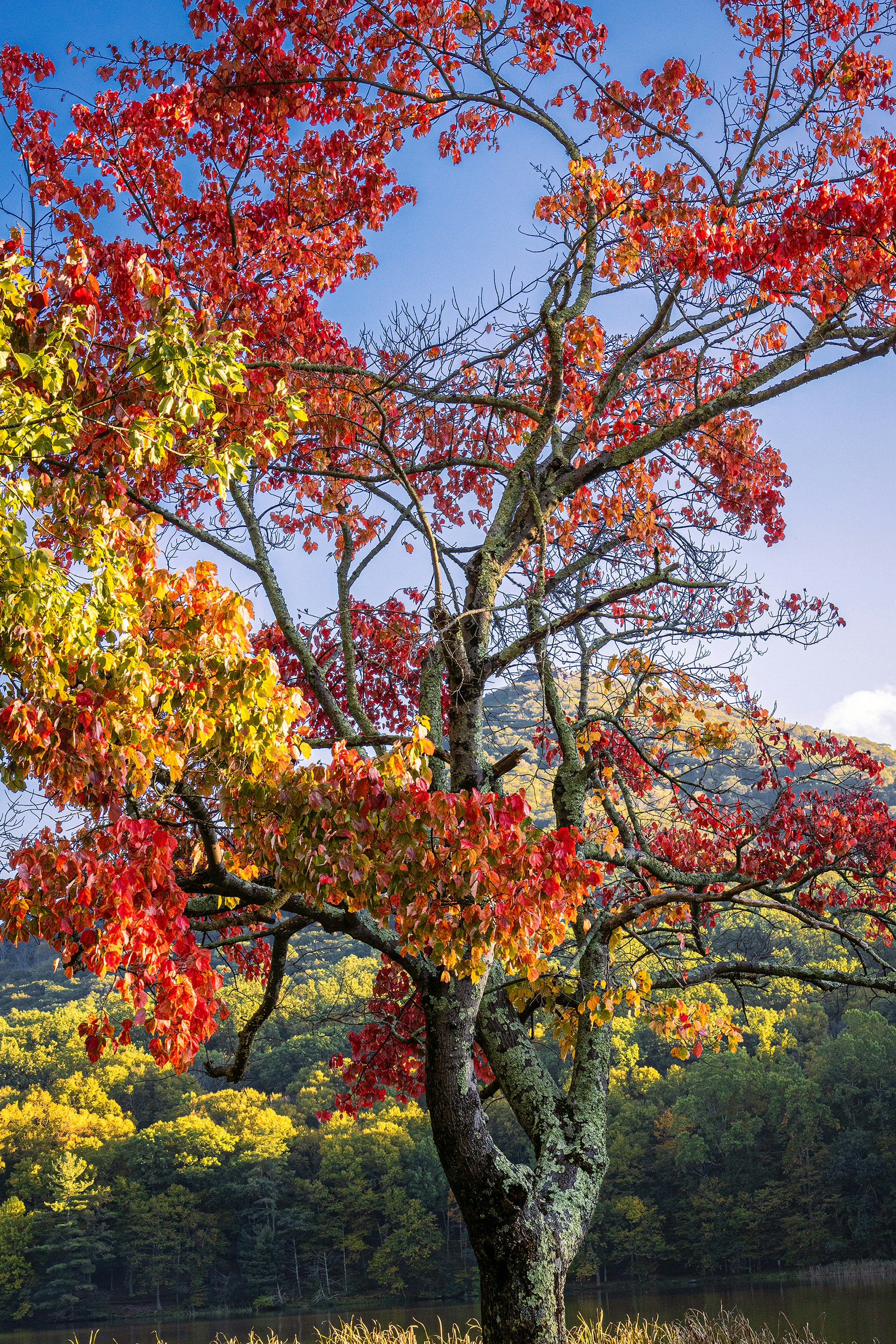 Crimson Canopy Over Lakefront: An Autumn Tree Framed by Blue Alpine Sky