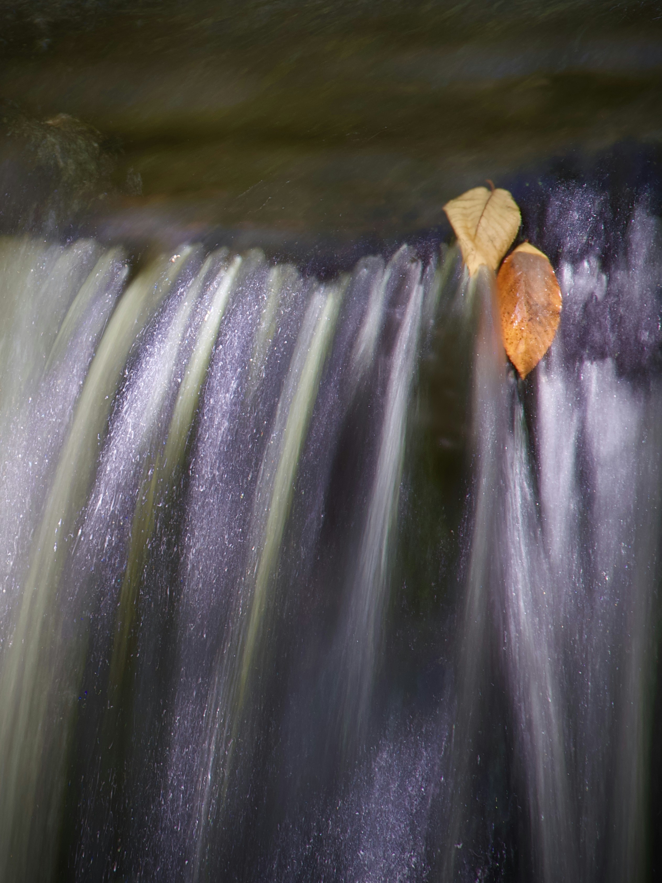 Autumn Leaf on a Cascade