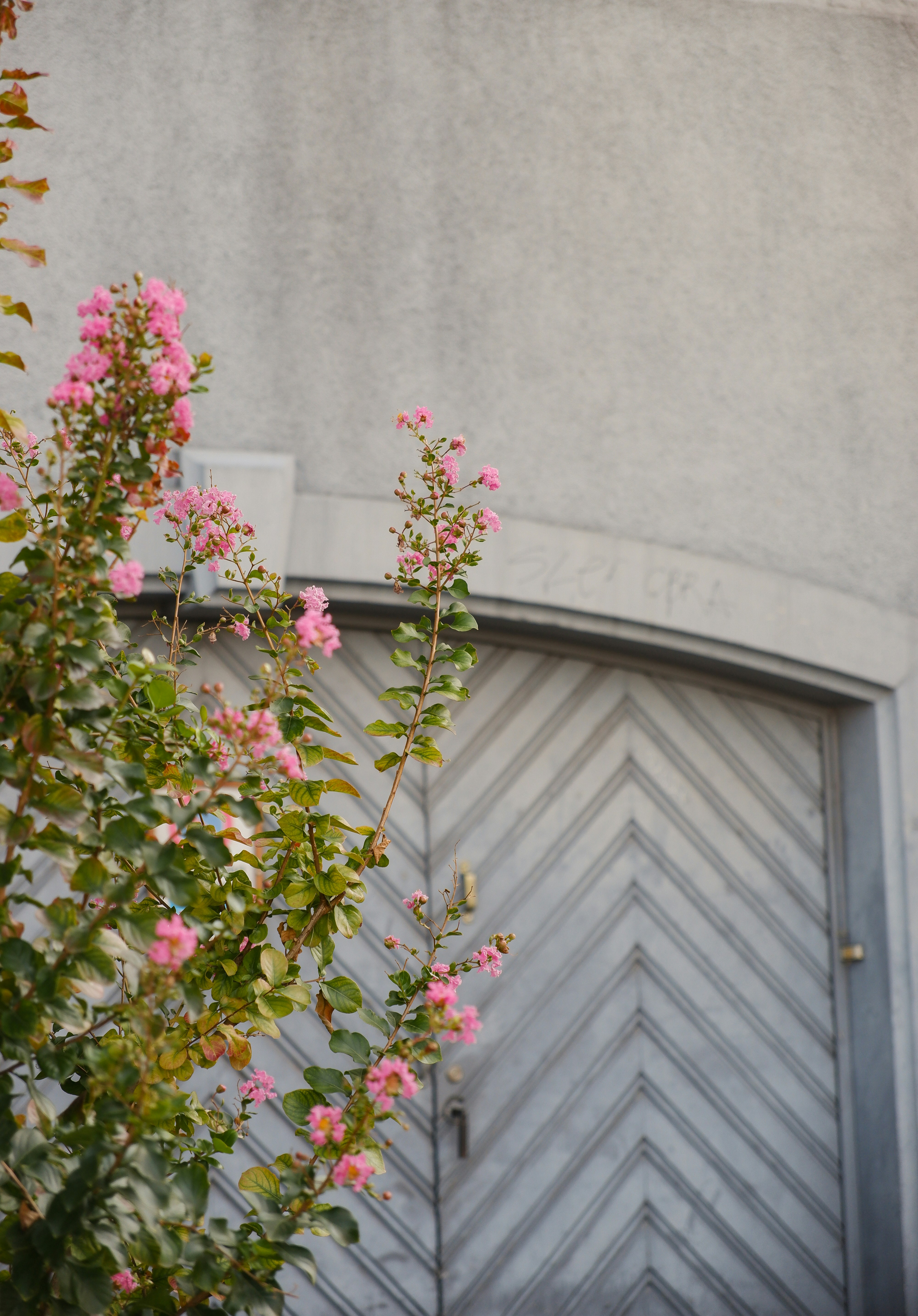 Pink Blooms Framing a Weathered Door in a Quiet Courtyard