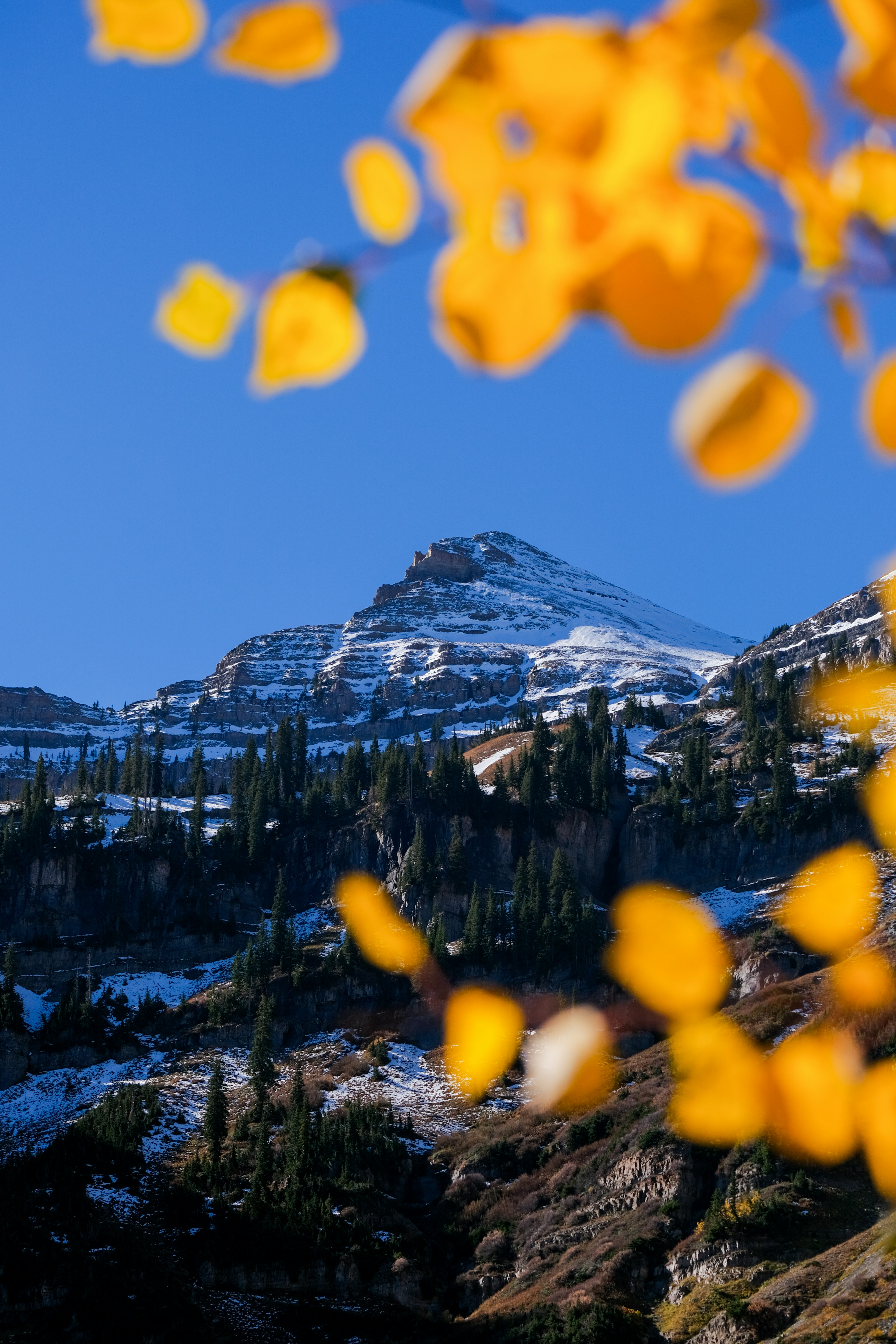 Une montagne enneigée avec des arbres au premier plan photo – Photo ...