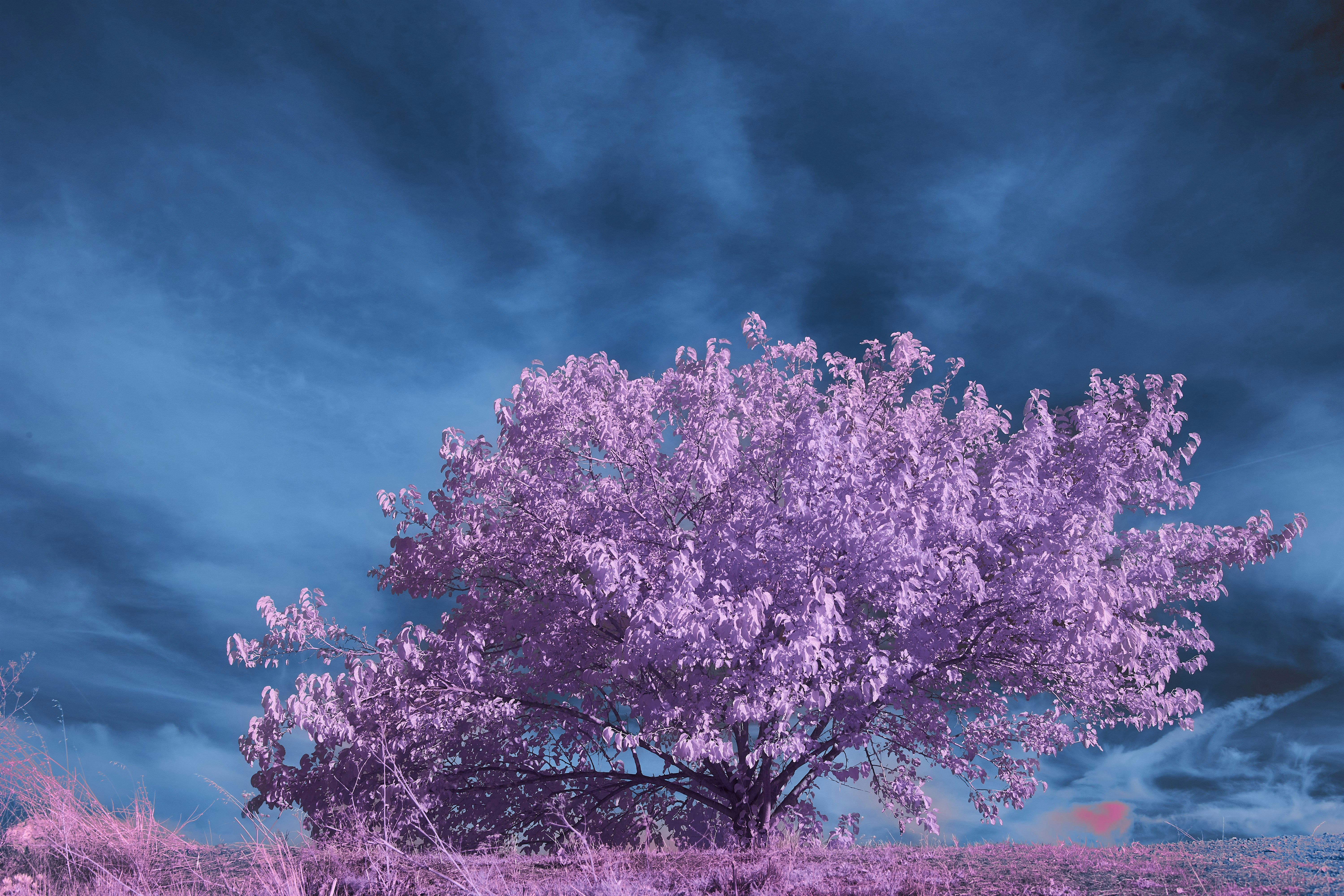 Photo by Wolfgang Hasselmann with Sony Alpha 7 II