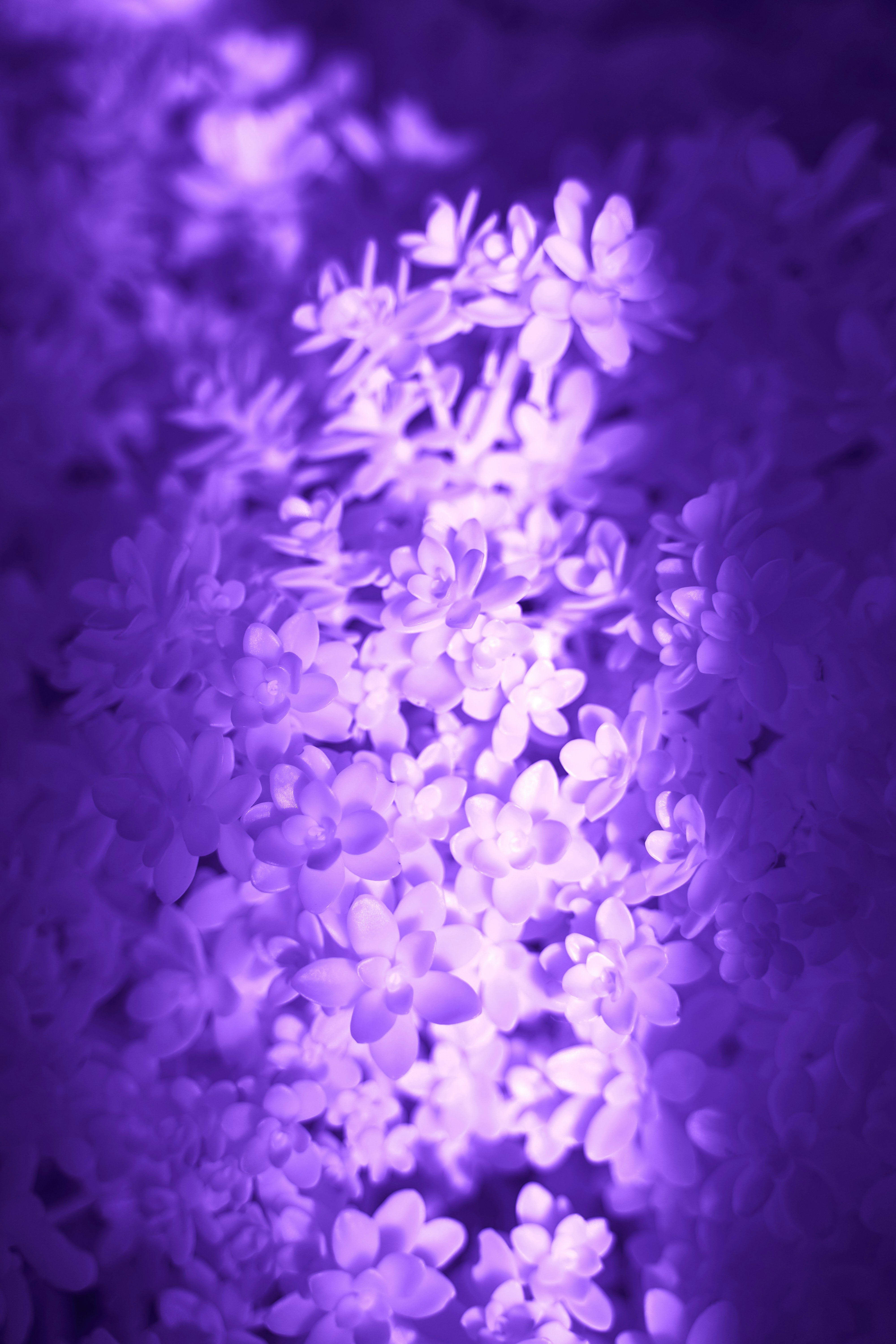 Infrared Violet: Macro Portrait of Densely Packed Lilac Blossoms