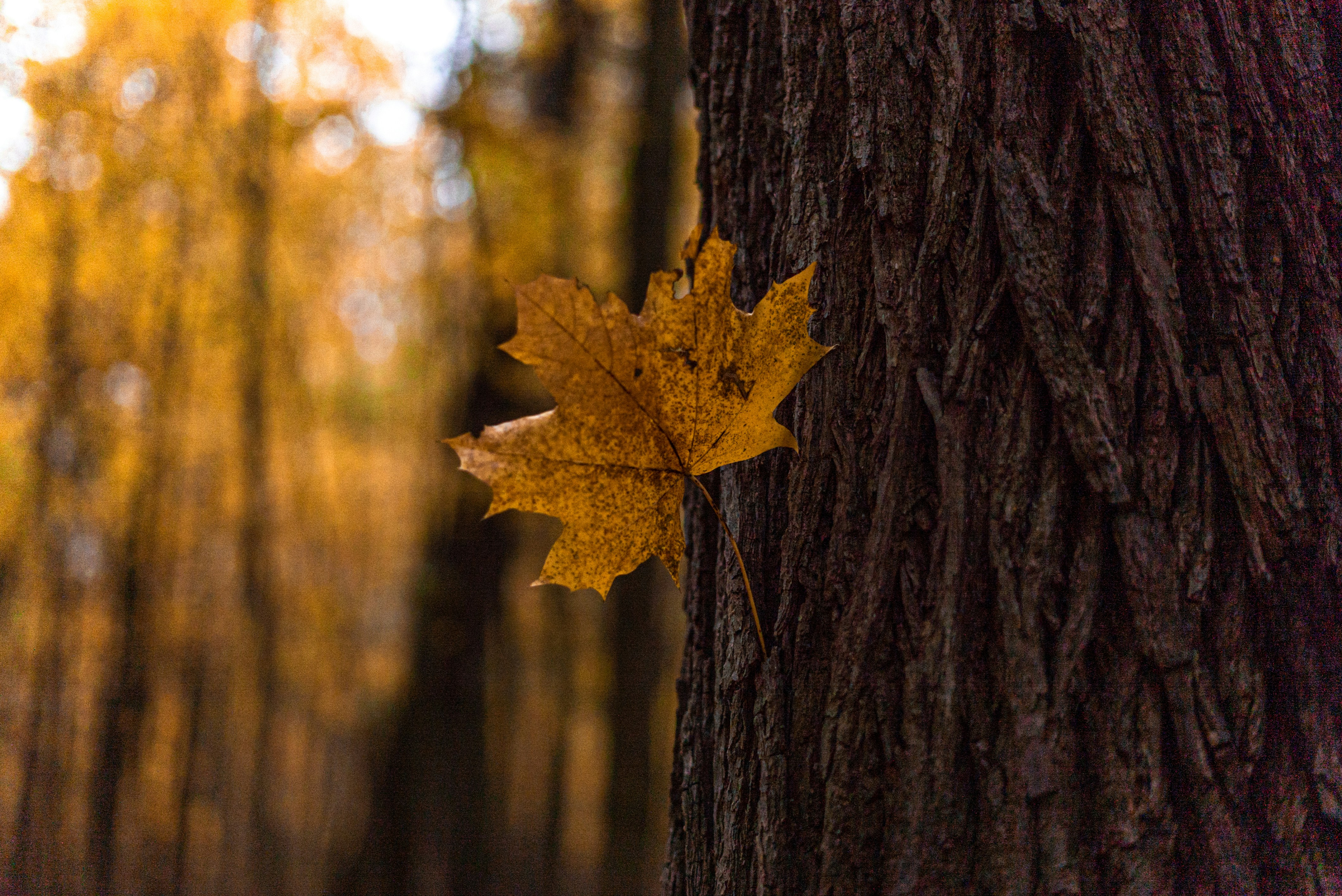 A maple leaf on a tree in a forest photo – Free Tree Image on Unsplash