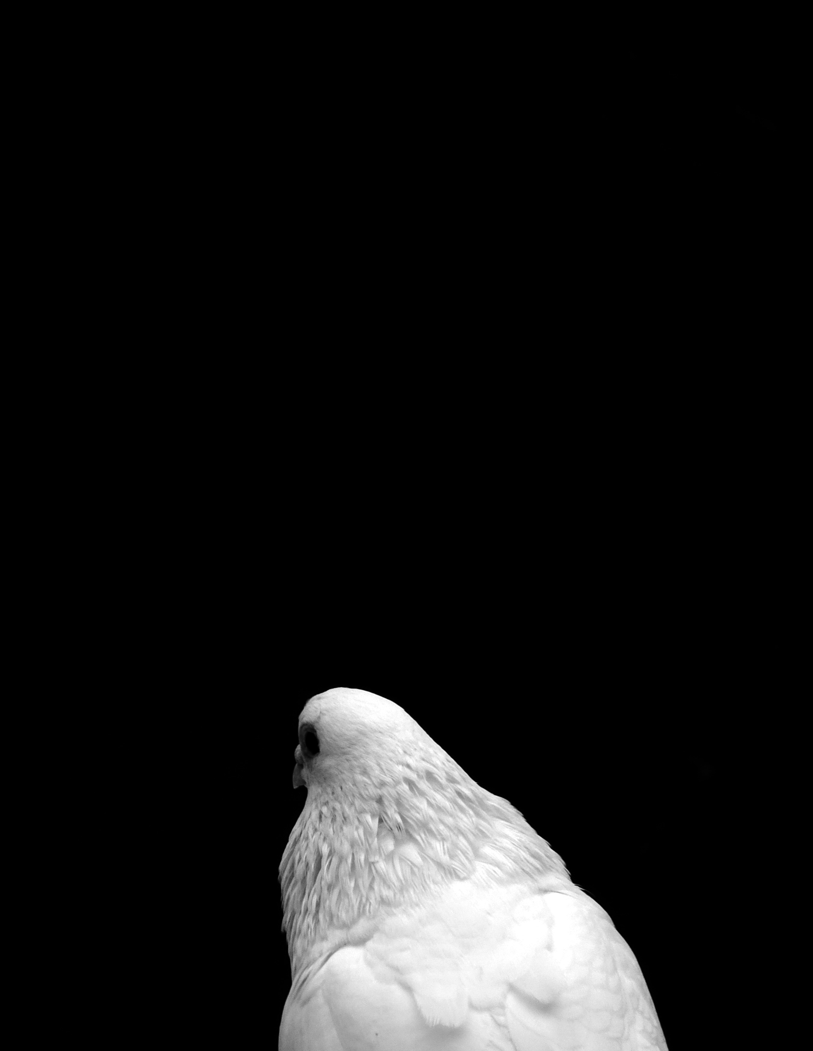 Minimalist White Dove Against an Obsidian Backdrop