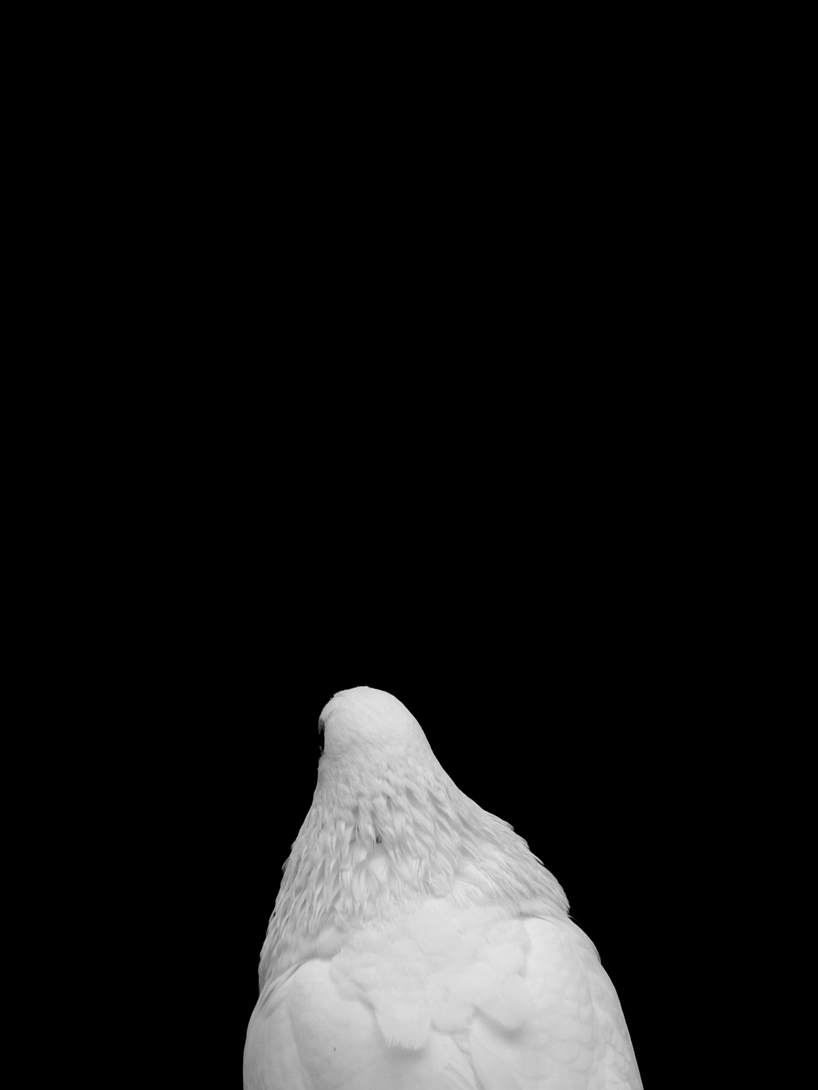 Feathered Centerpiece in Negative Space