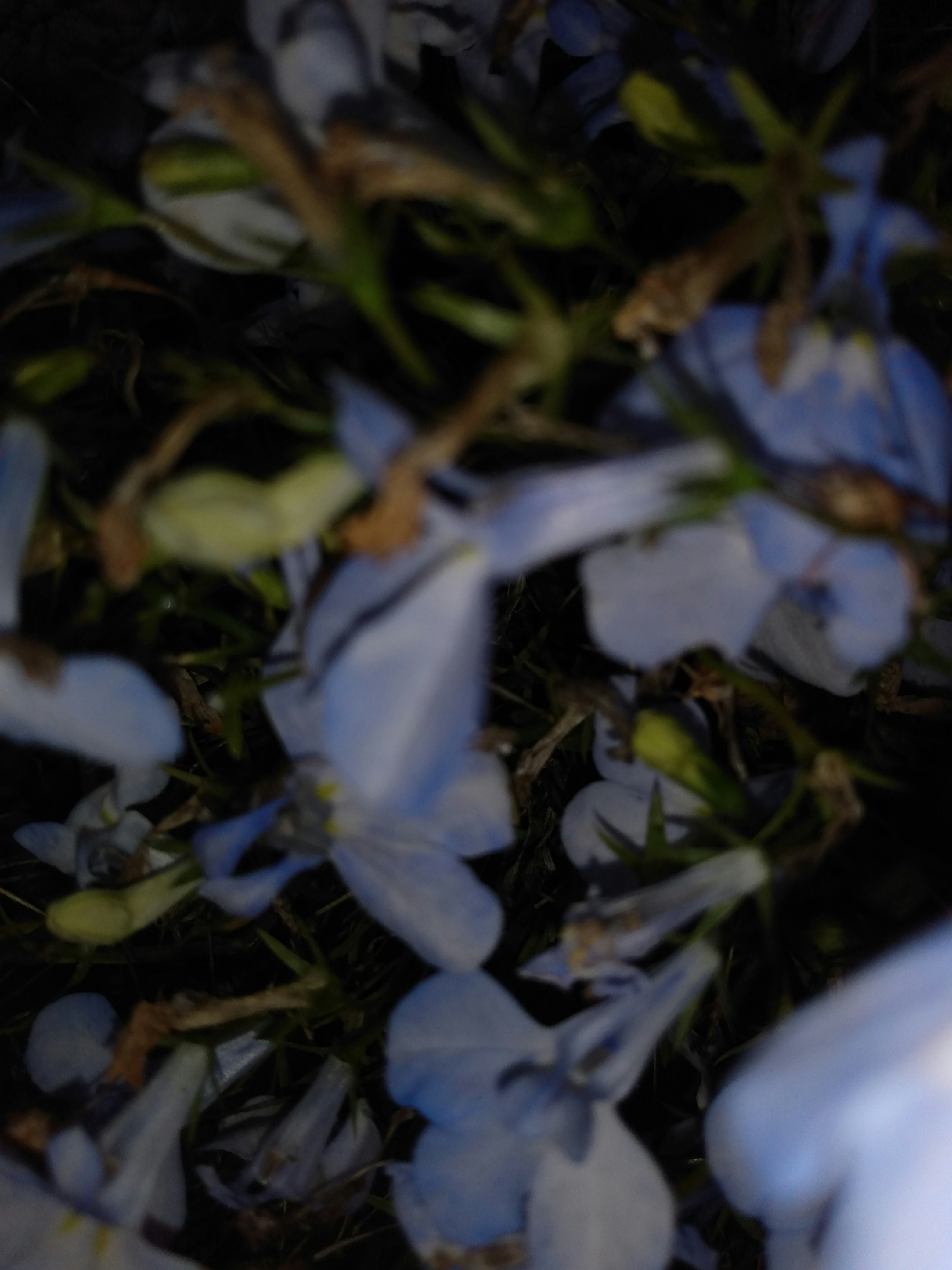 a bunch of blue flowers that are on the ground