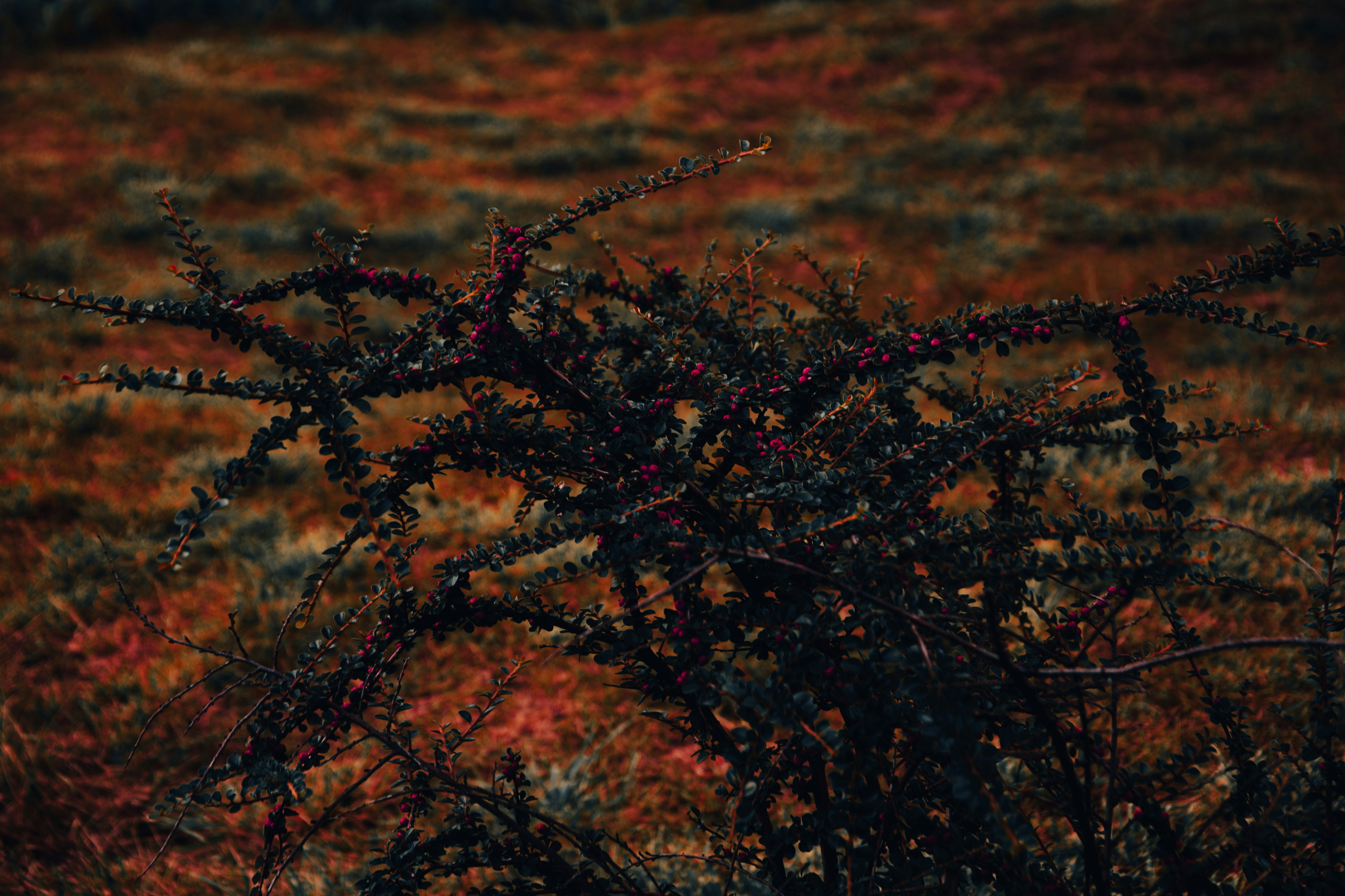Ember-bramble Silhouette in Autumn Dusk