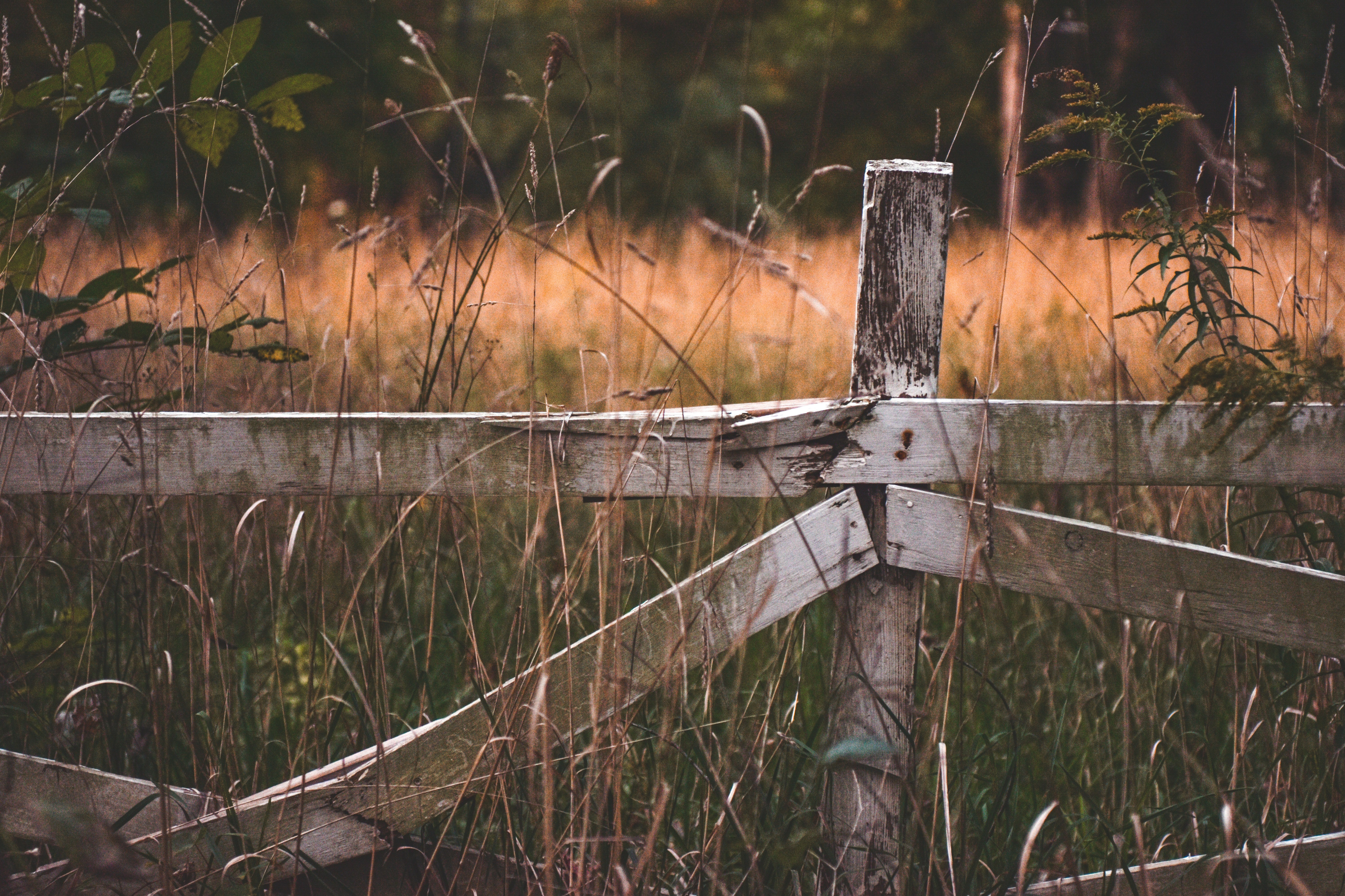 Weathered wooden fence surrounded by tall grasses, capturing the serene essence of a tranquil meadow. The soft hues of the background enhance the rustic charm.
